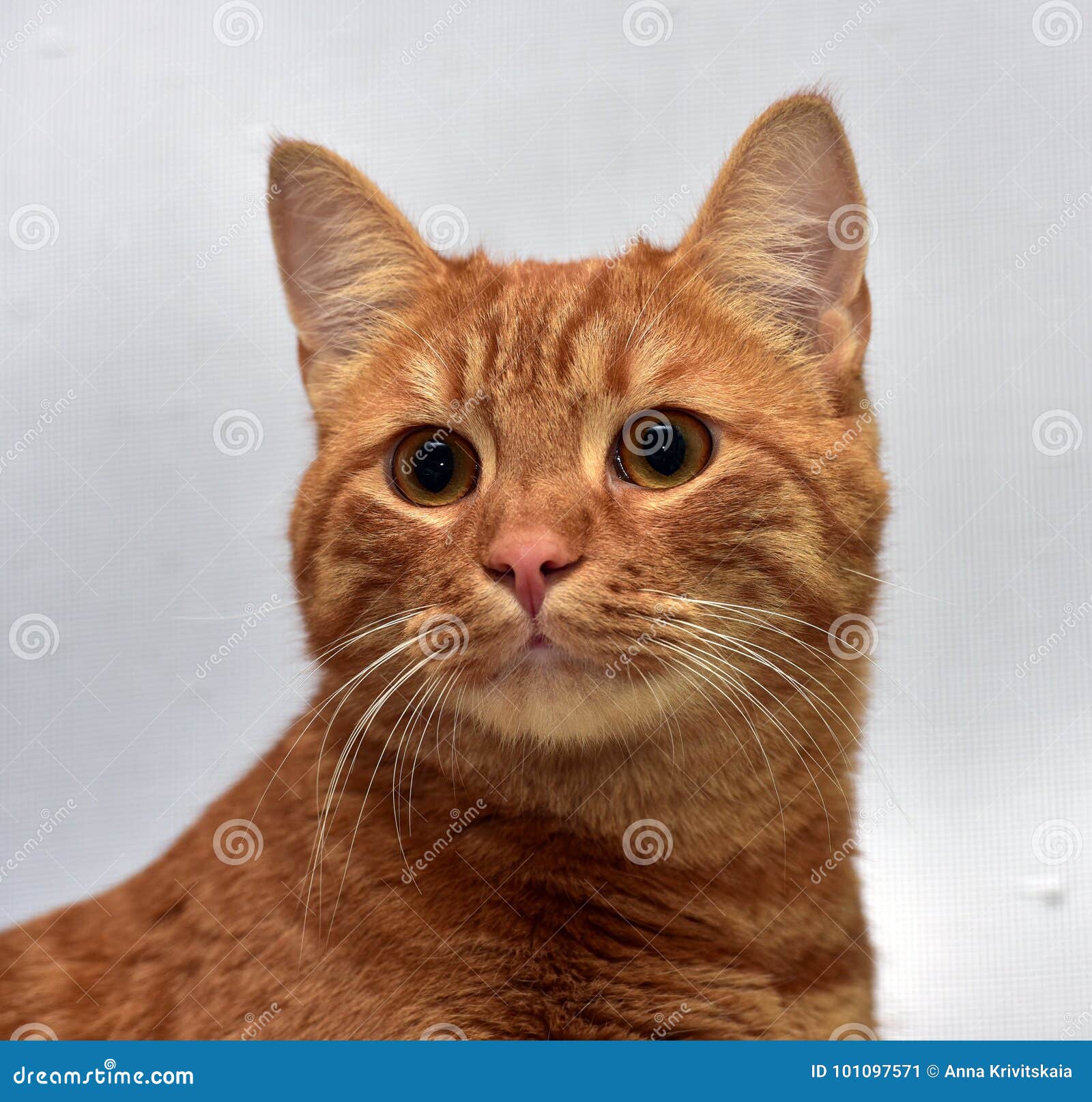 Beautiful big red cat stock image. Image of fluffy, flat - 101097571