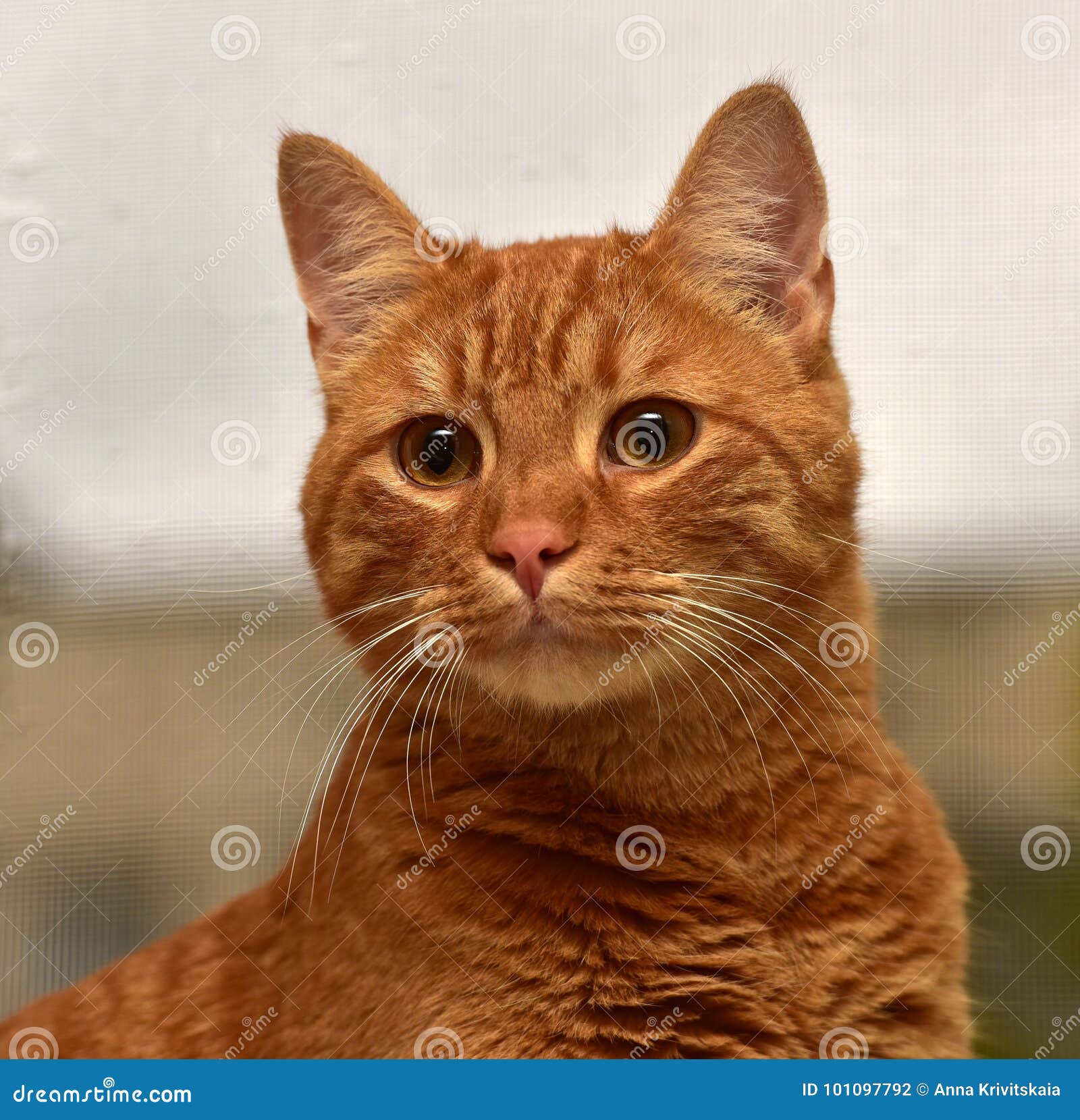 Beautiful big red cat stock photo. Image of ginger, flat - 101097792
