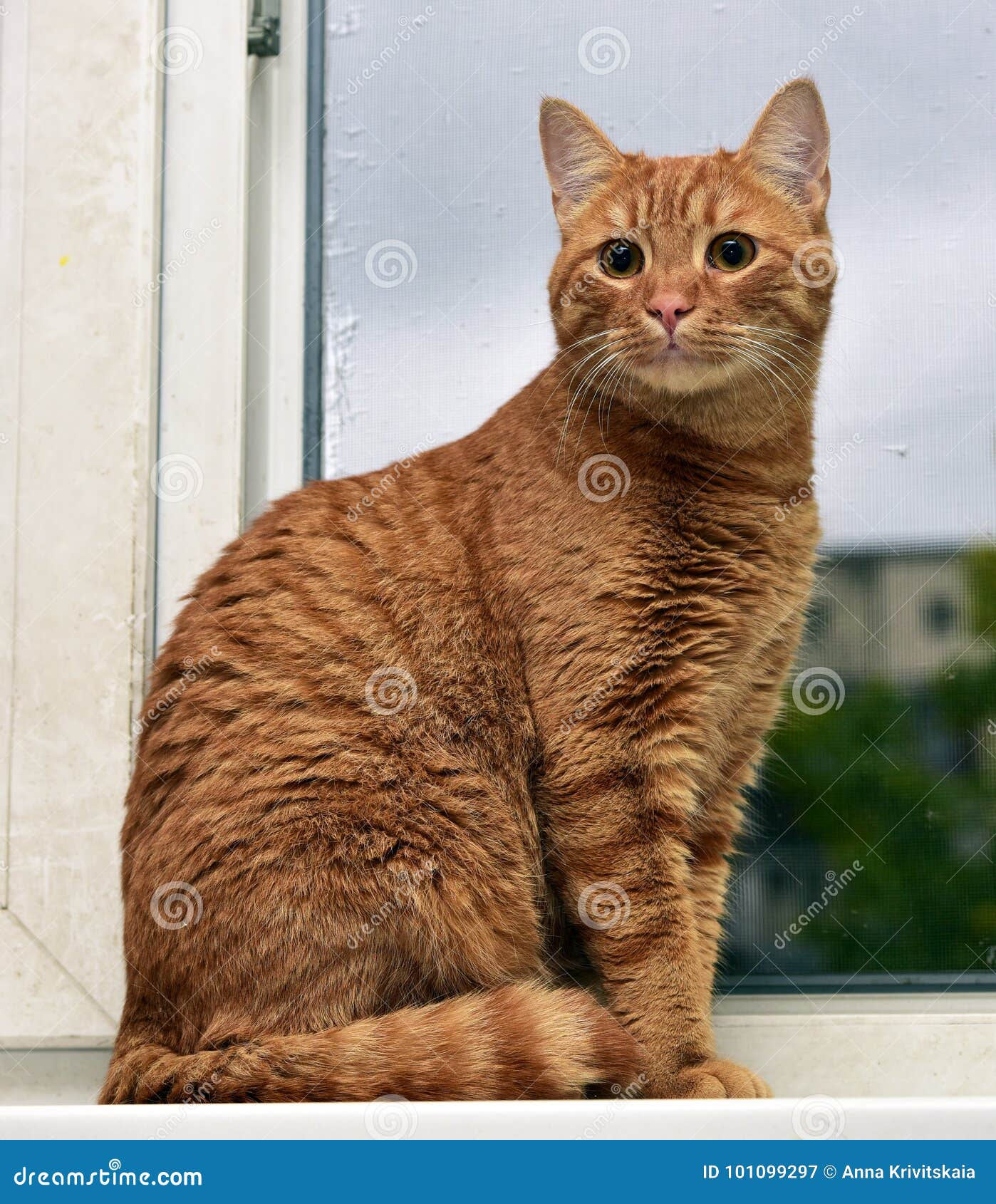 Beautiful big red cat stock image. Image of affectionate - 101099297