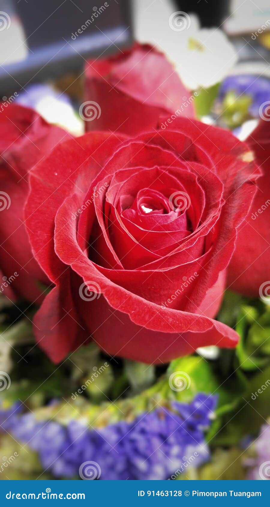 Beautiful big red rose. stock photo. Image of floral - 91463128