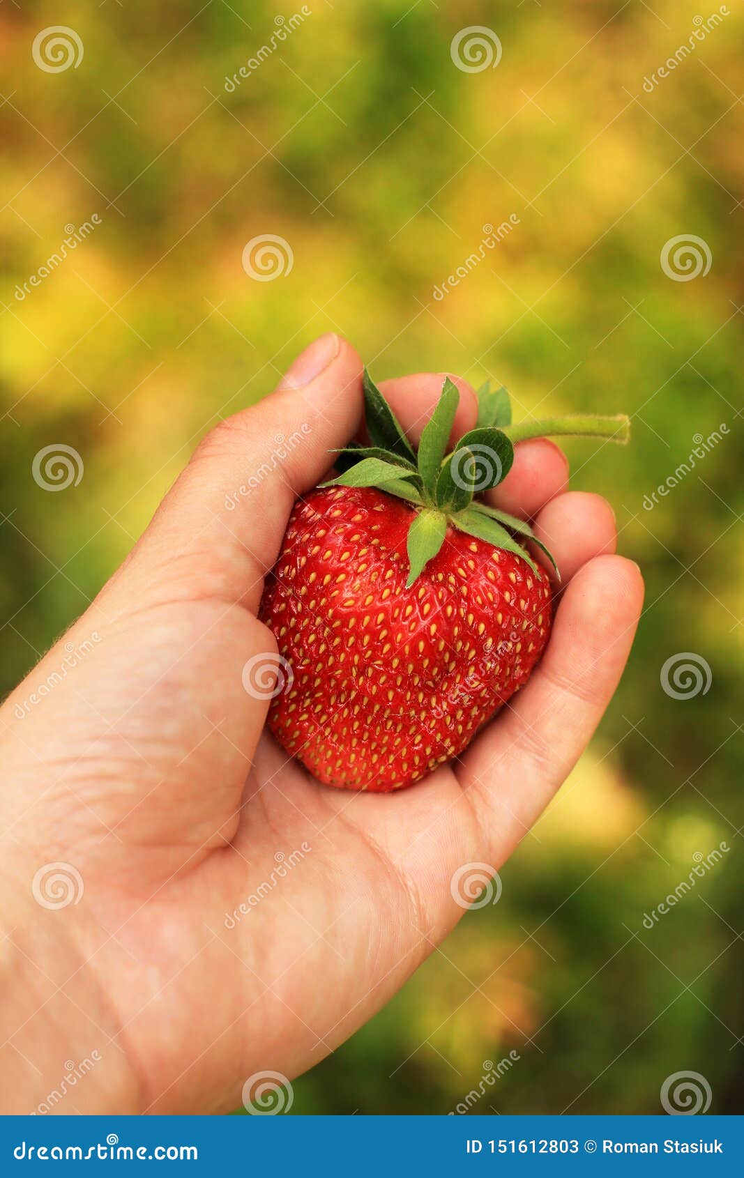 Beautiful Big Strawberry in Hand. Strawberry in Hand Stock Image ...