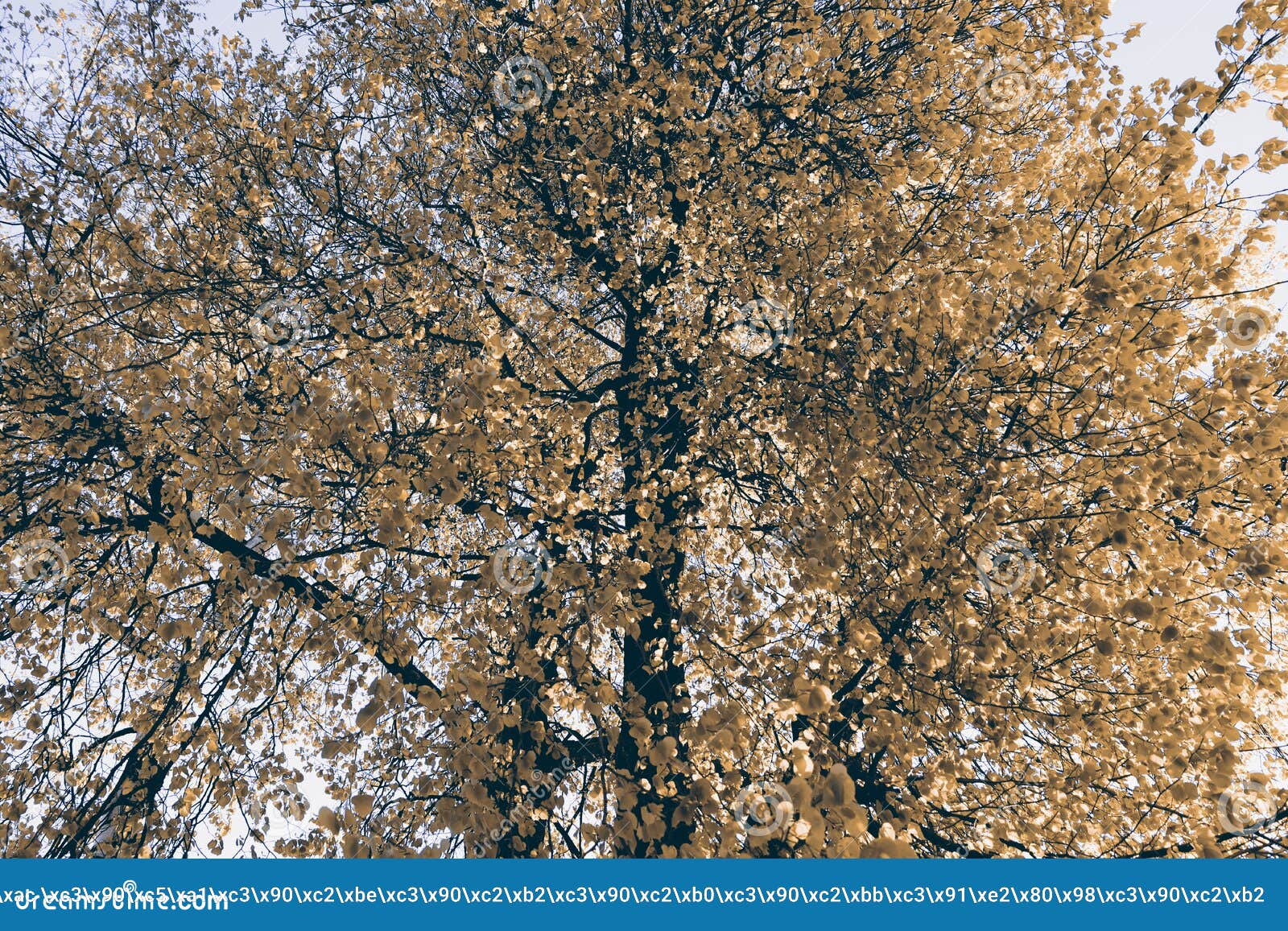 Beautiful Big Tree Background with Yellow Leaves Stock Image - Image of ...