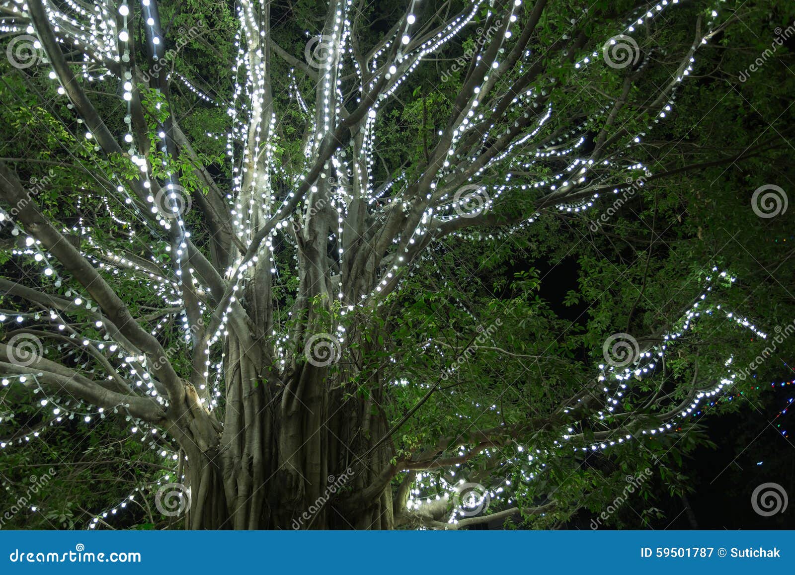 Beautiful Big Tree Decorated with Lights Stock Image - Image of green ...