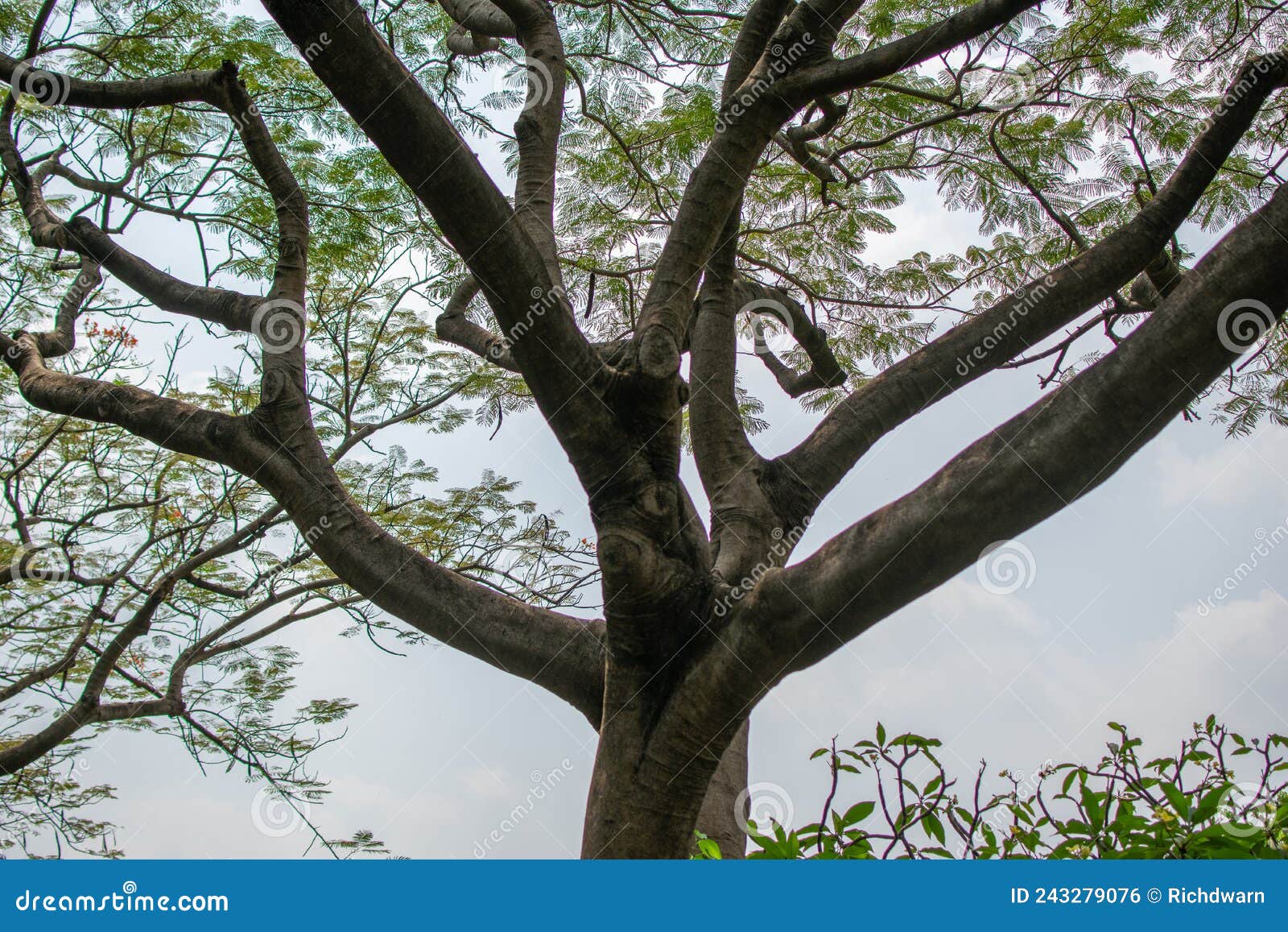 Beautiful big tree stock photo. Image of agriculture - 243279076