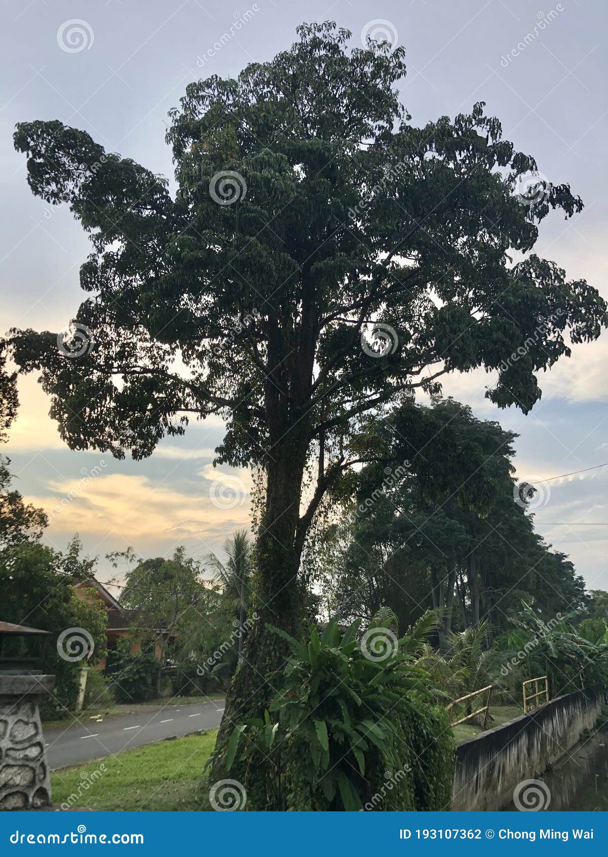 Big tree stock photo. Image of view, sunset, beautiful - 193107362