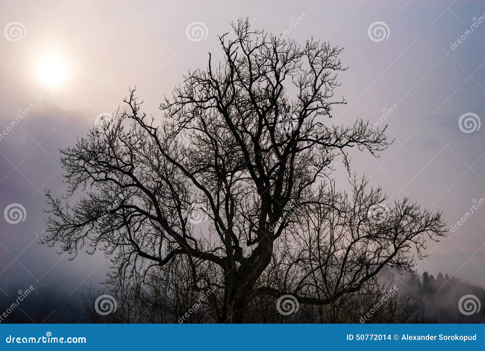 Beautiful Big Tree Silhouette in Contrast Sun Light Stock Photo - Image ...