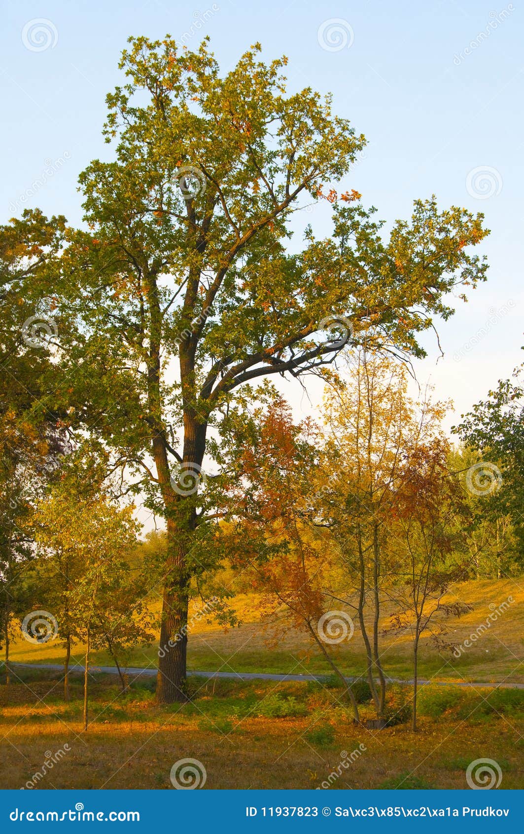 Beautiful Big Tree Stands in the Forest Stock Image - Image of forest ...