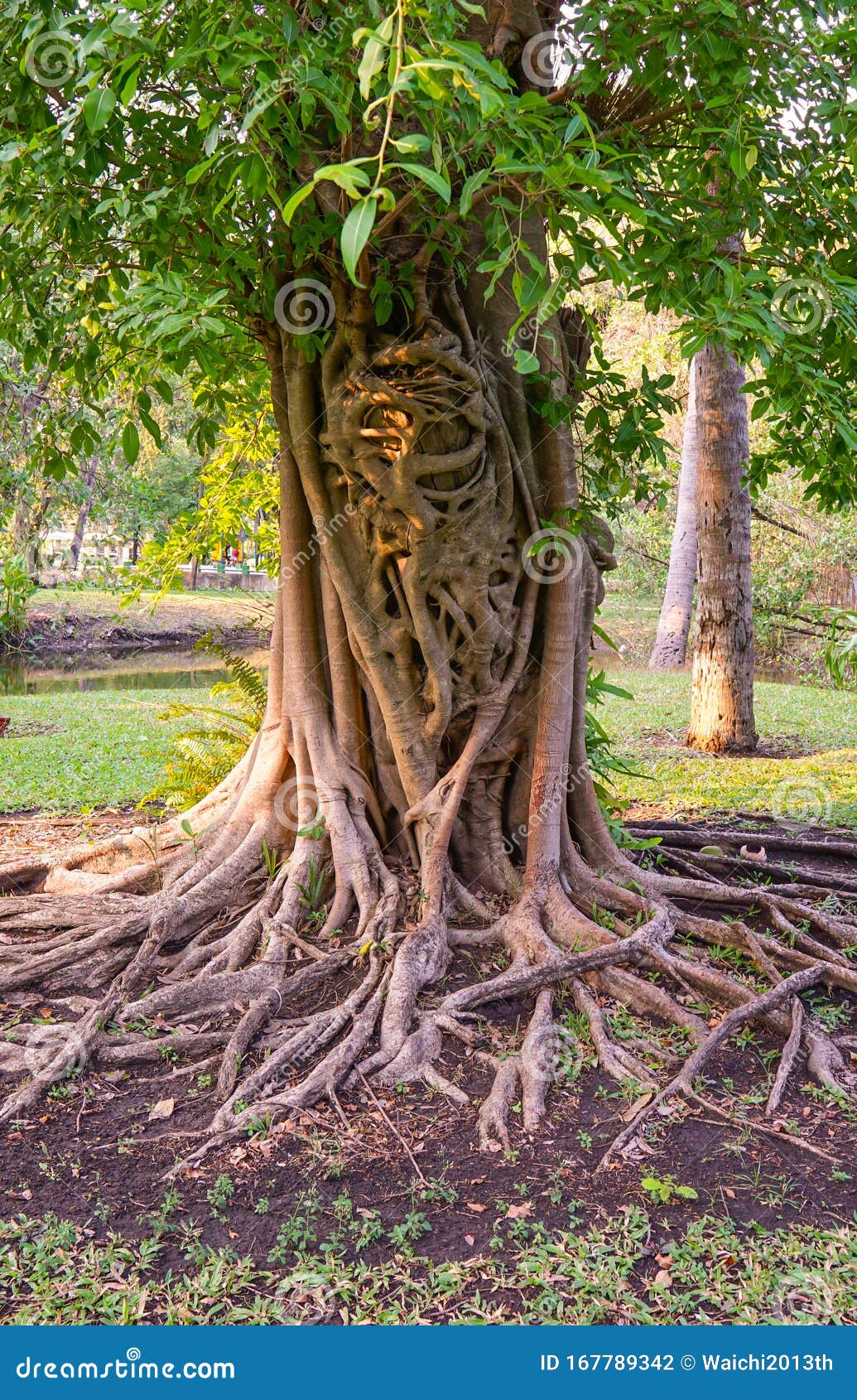 The Trunk Of The Root Of The Eucalyptus Tree. Royalty-Free Stock ...