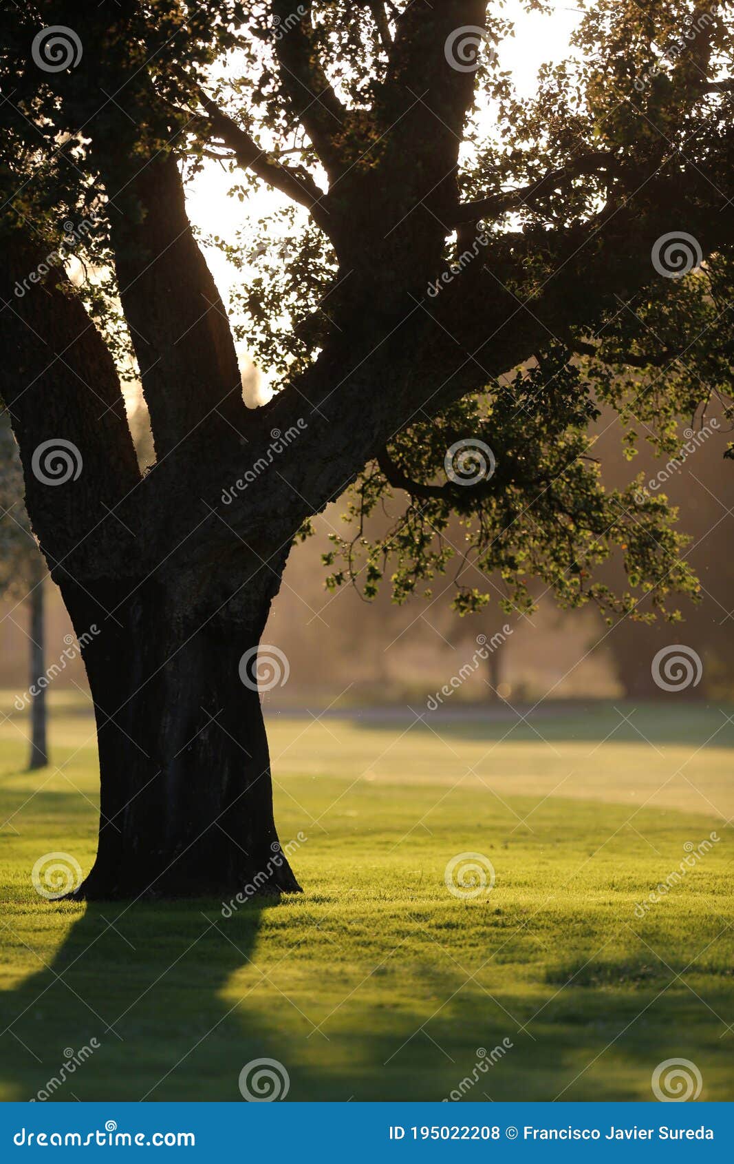 Beautiful Big Tree with the Sunset Stock Photo - Image of park, nice ...