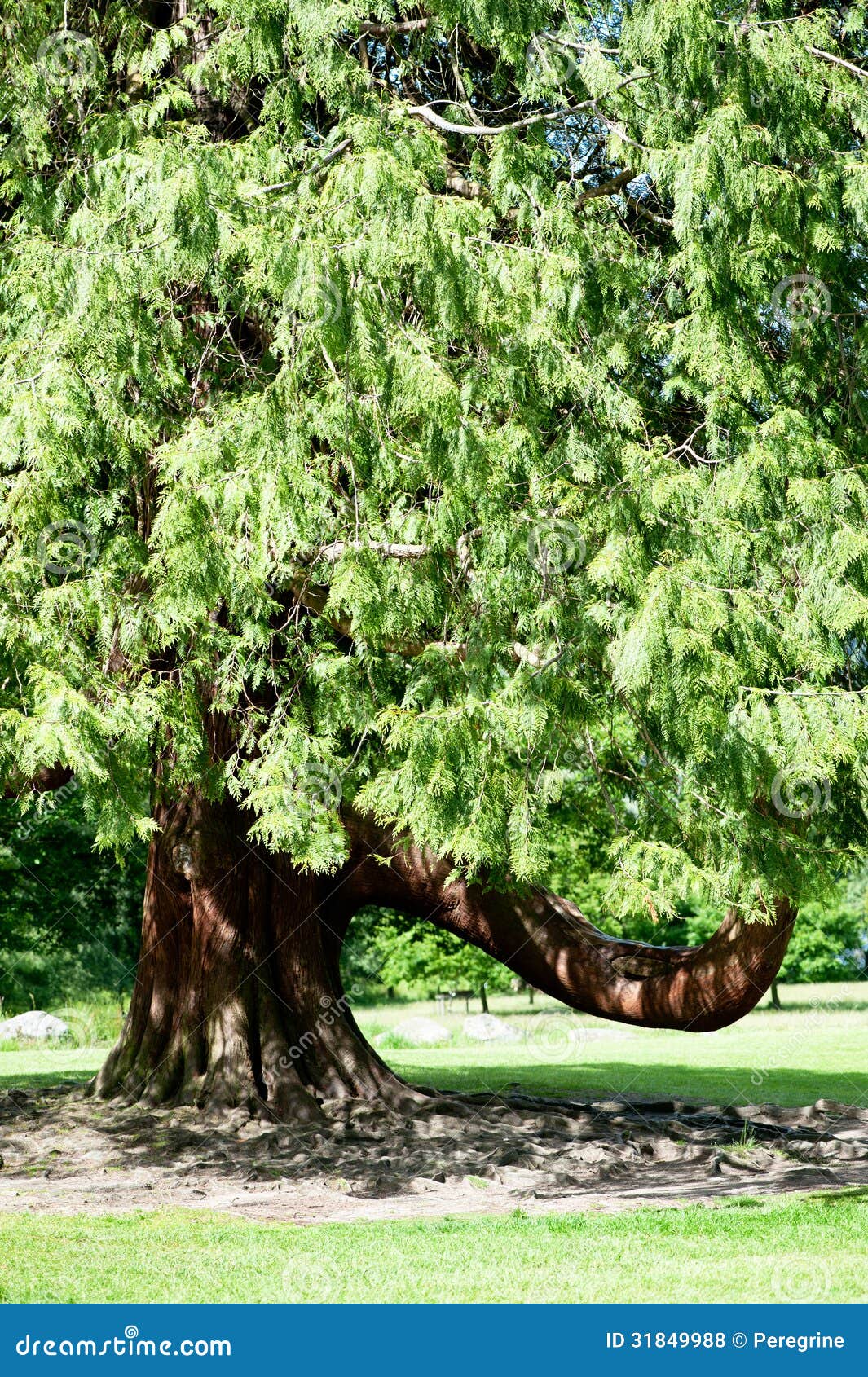 Beautiful Big Tree with Unusual Shape Stock Photo - Image of botanic ...