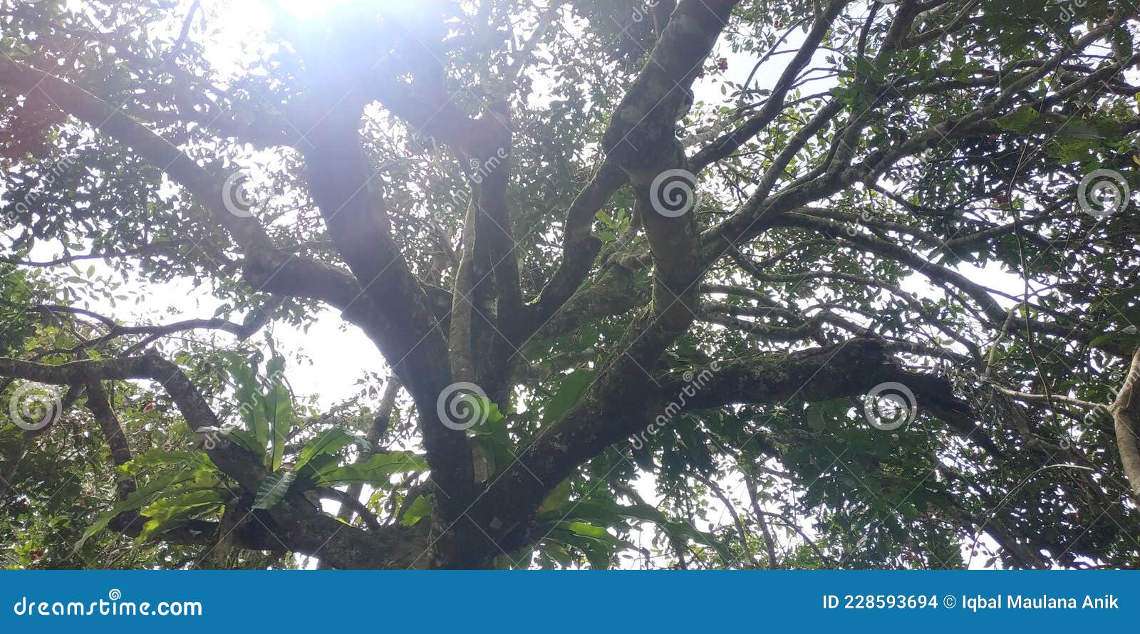 Beautiful Big Tree View in the Sun Background Stock Photo - Image of ...