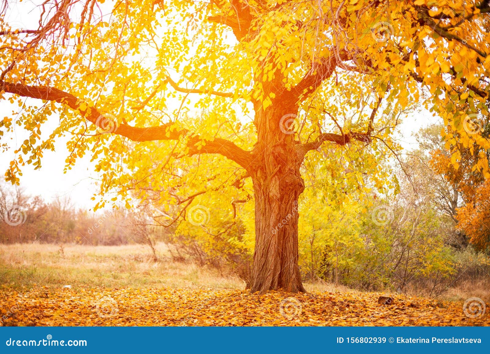 Beautiful Big Tree with Yellow Leaves Autumn Time Stock Image - Image ...