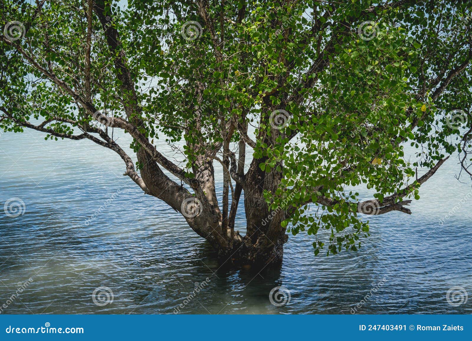 Beautiful Big Trees Inside the Big Lake Stock Image - Image of oceania ...