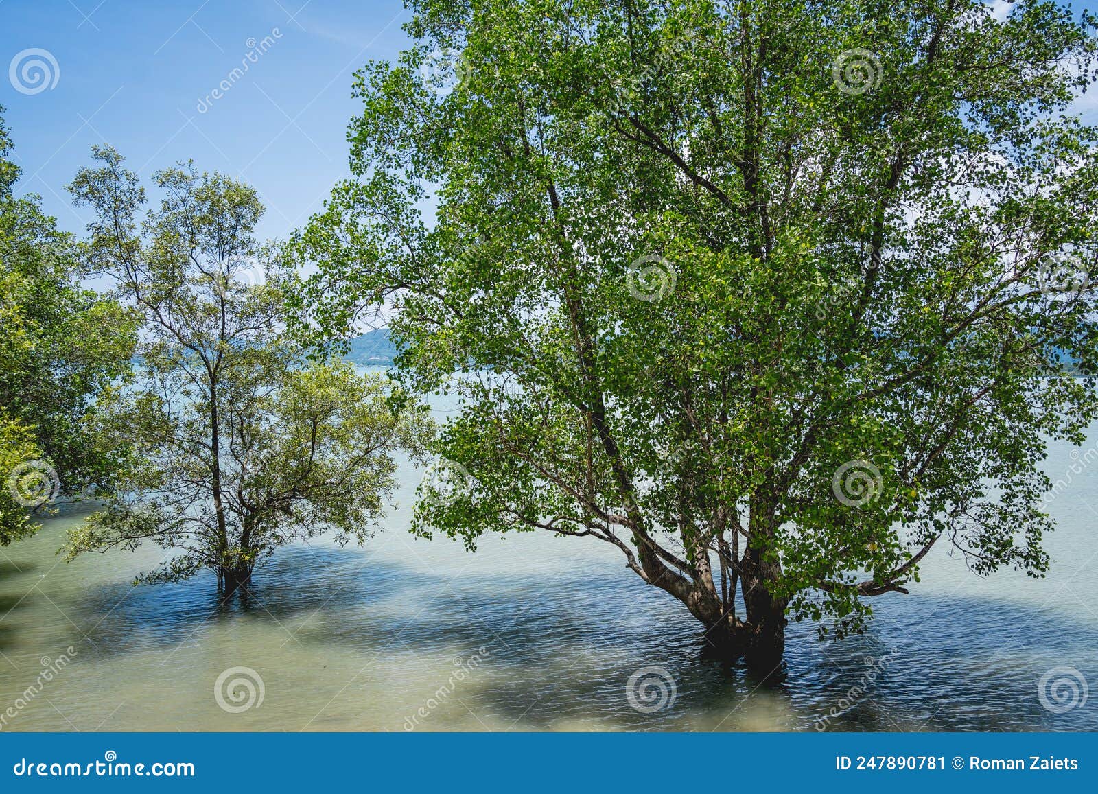 Beautiful Big Trees Inside the Big Lake Stock Image - Image of evening ...