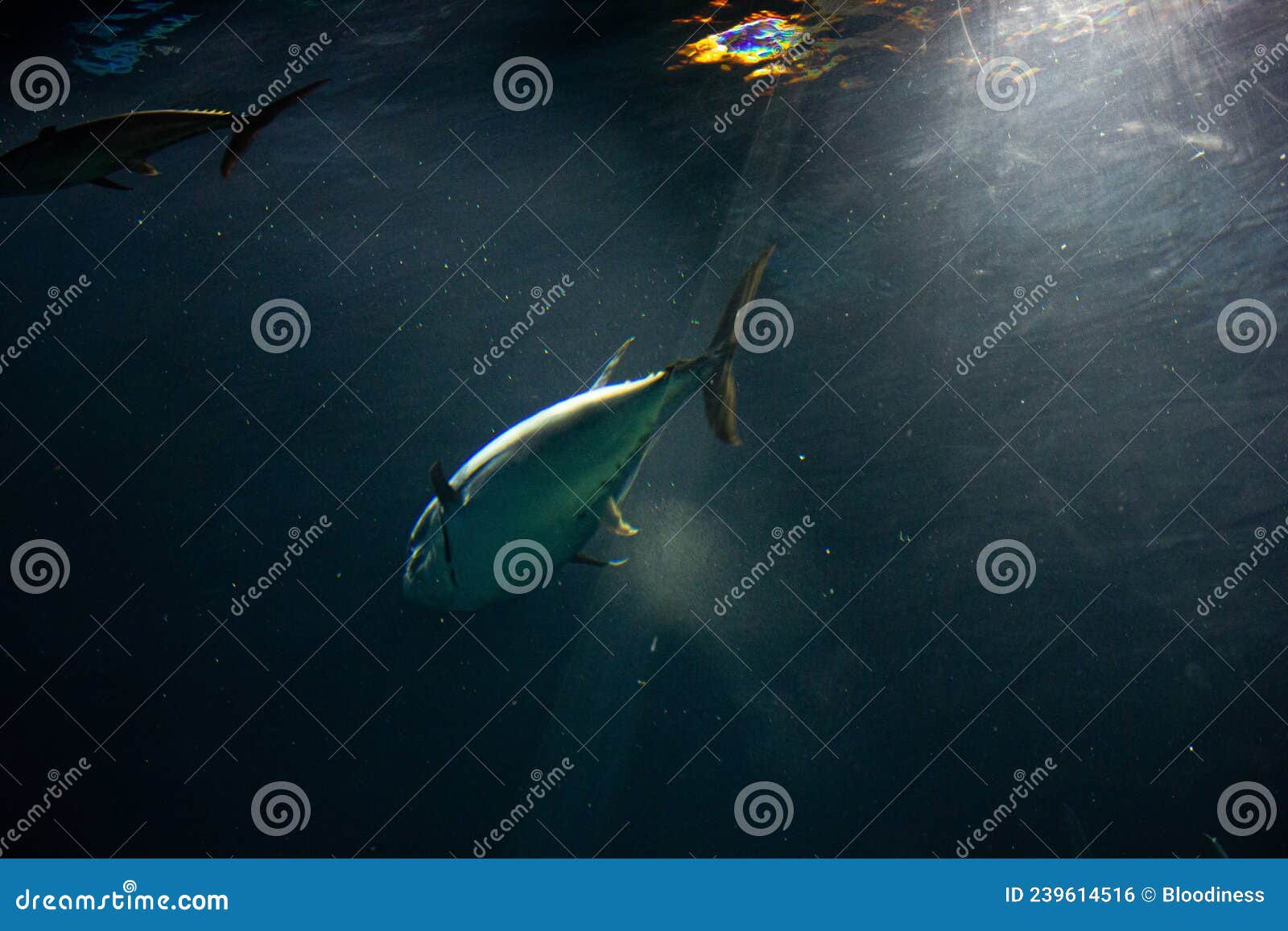 Beautiful Big Tuna Fish Underwater with Ray of Light Stock Photo ...