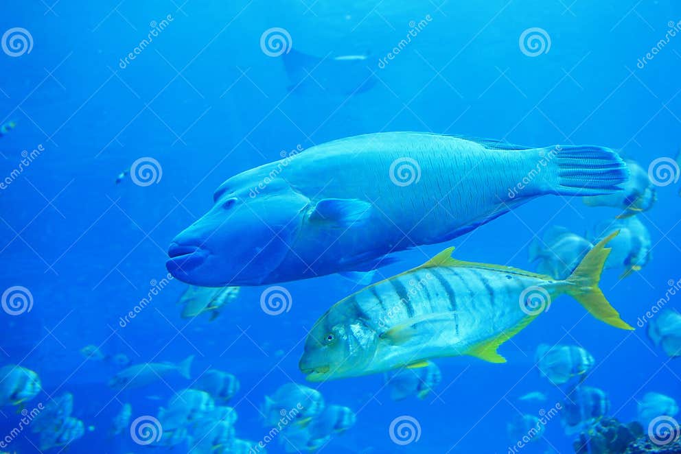 Beautiful Big Two Tropical Fish Stock Photo - Image of natural, colony ...
