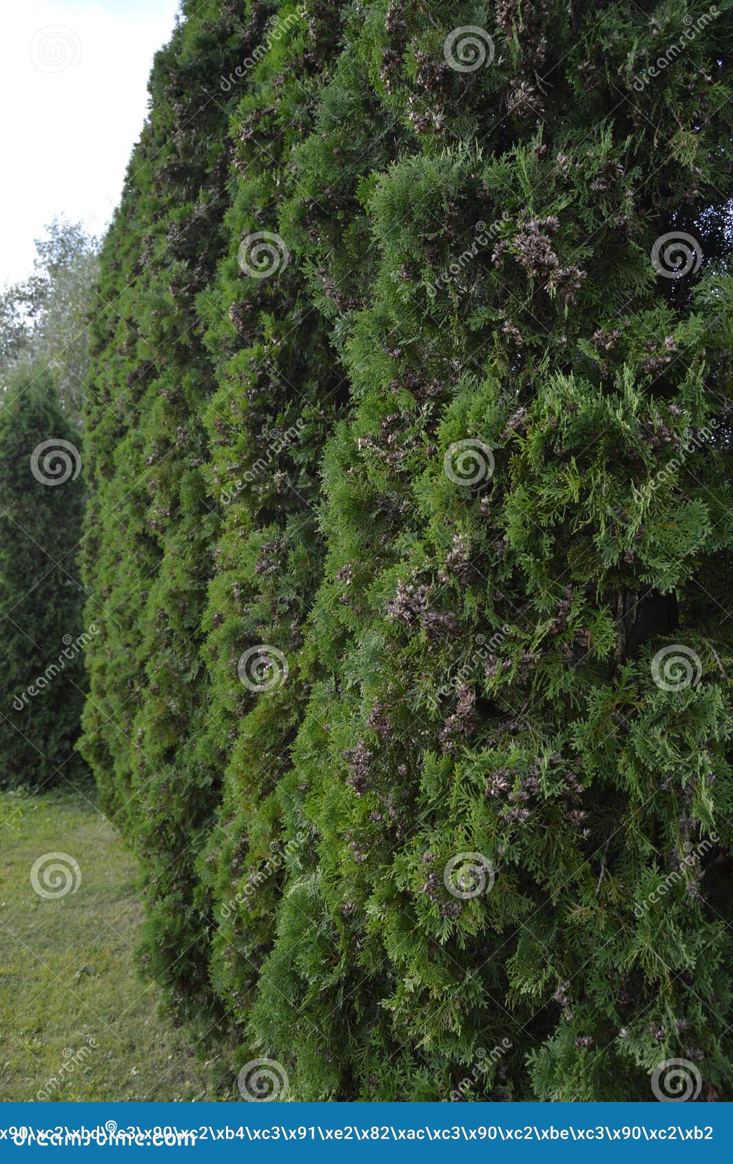 Beautiful Big Wall of Bushes Stock Photo - Image of wall, bushes: 146136528