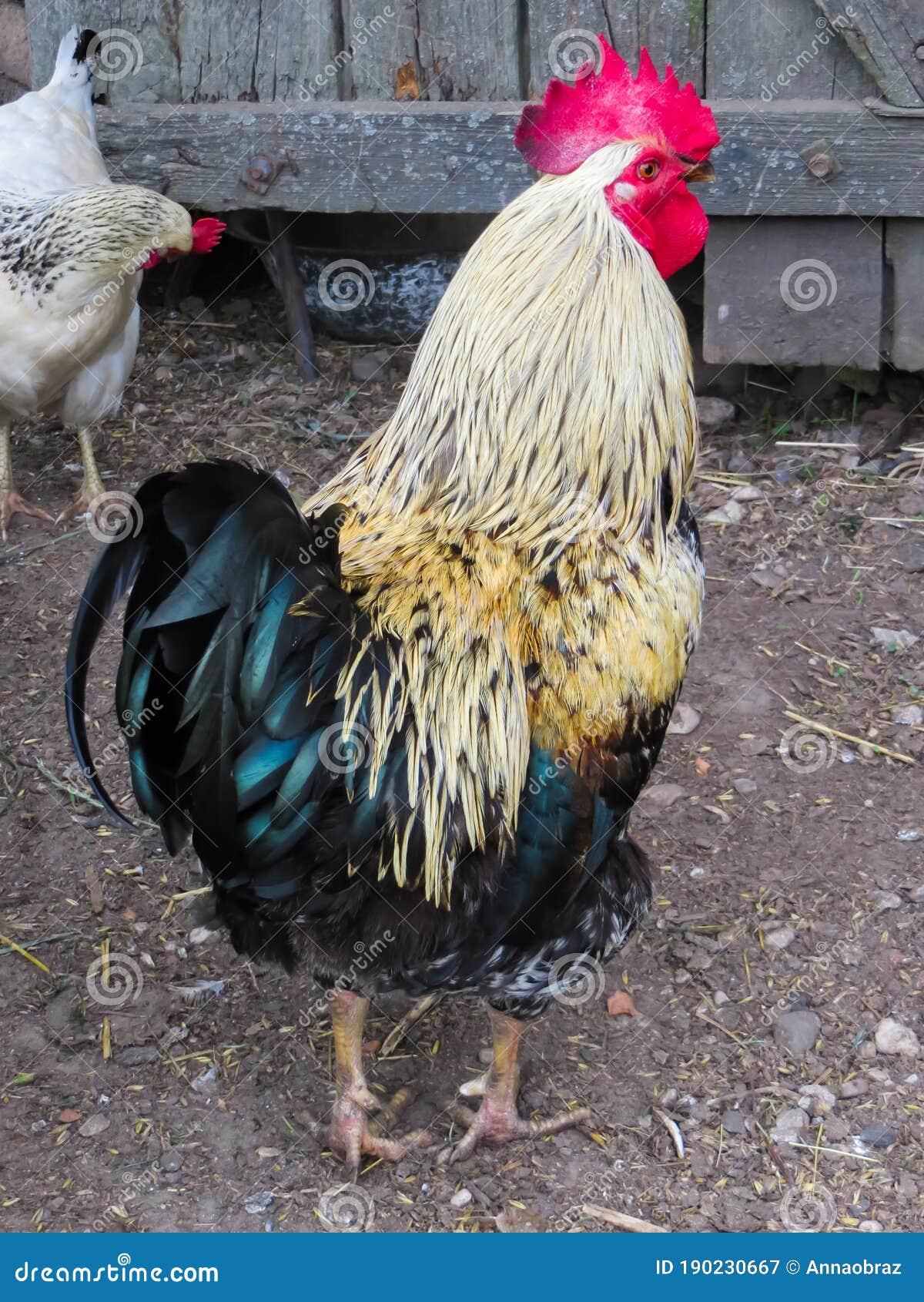 Beautiful Big White Rooster in the Village Stock Image - Image of ...