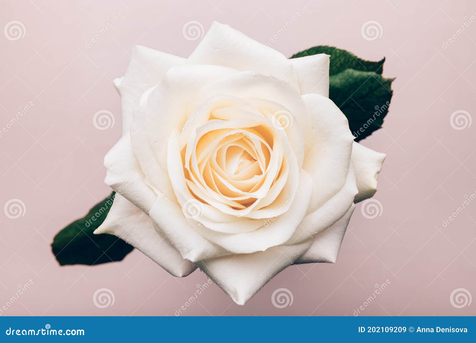 Beautiful big white rose stock image. Image of single - 202109209