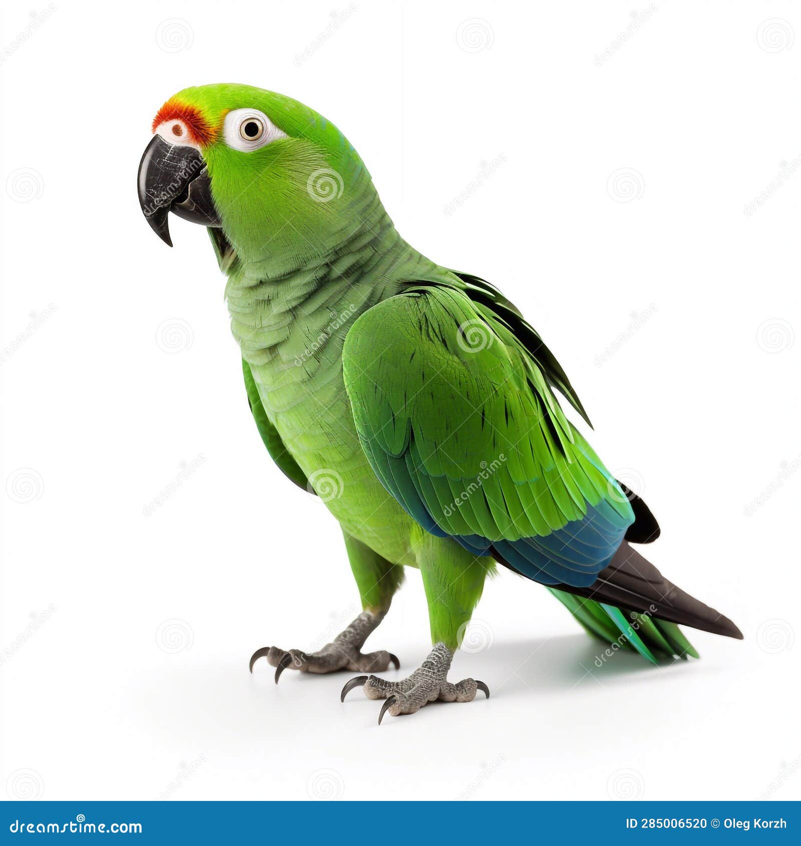 Beautiful Big Wild Parrot Looking Forward is Shown in Full Length, Ai ...
