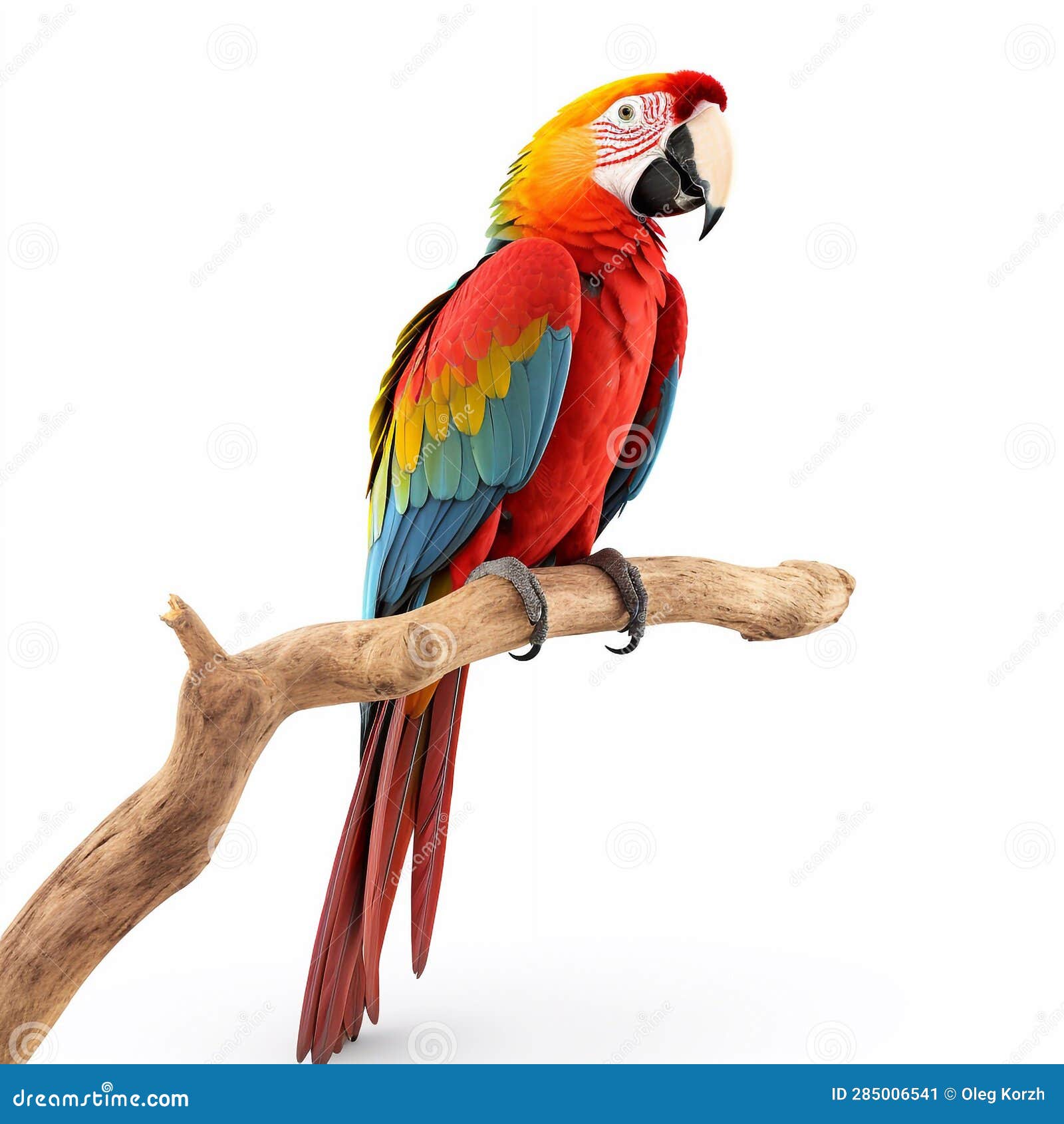 Beautiful Big Wild Parrot Looking Forward is Shown in Full Length, Ai ...