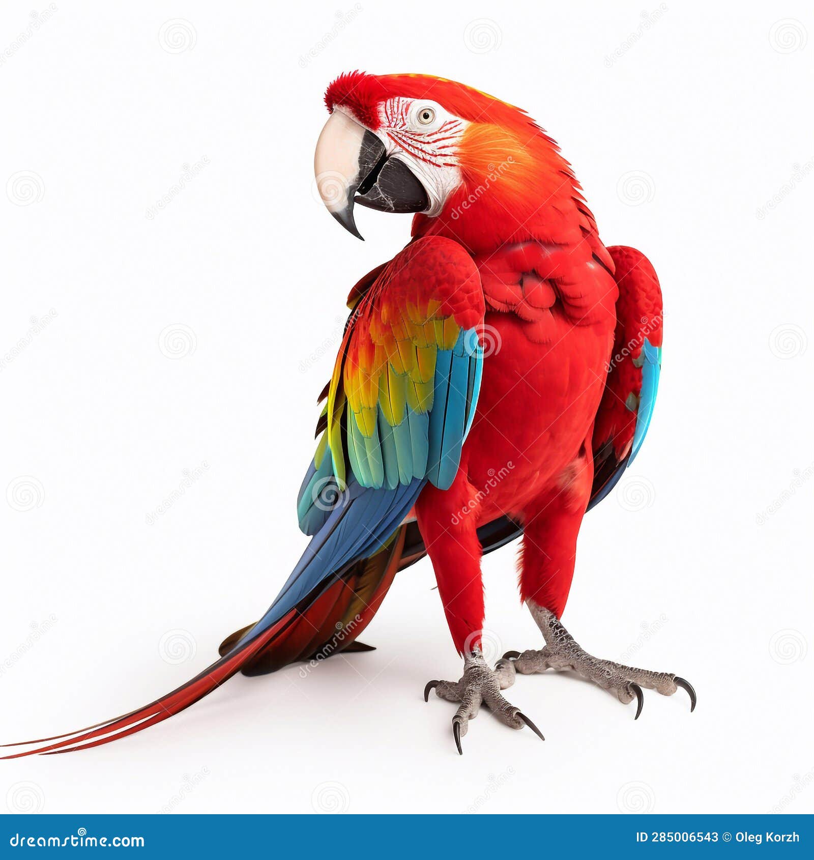Beautiful Big Wild Parrot Looking Forward is Shown in Full Length, Ai ...