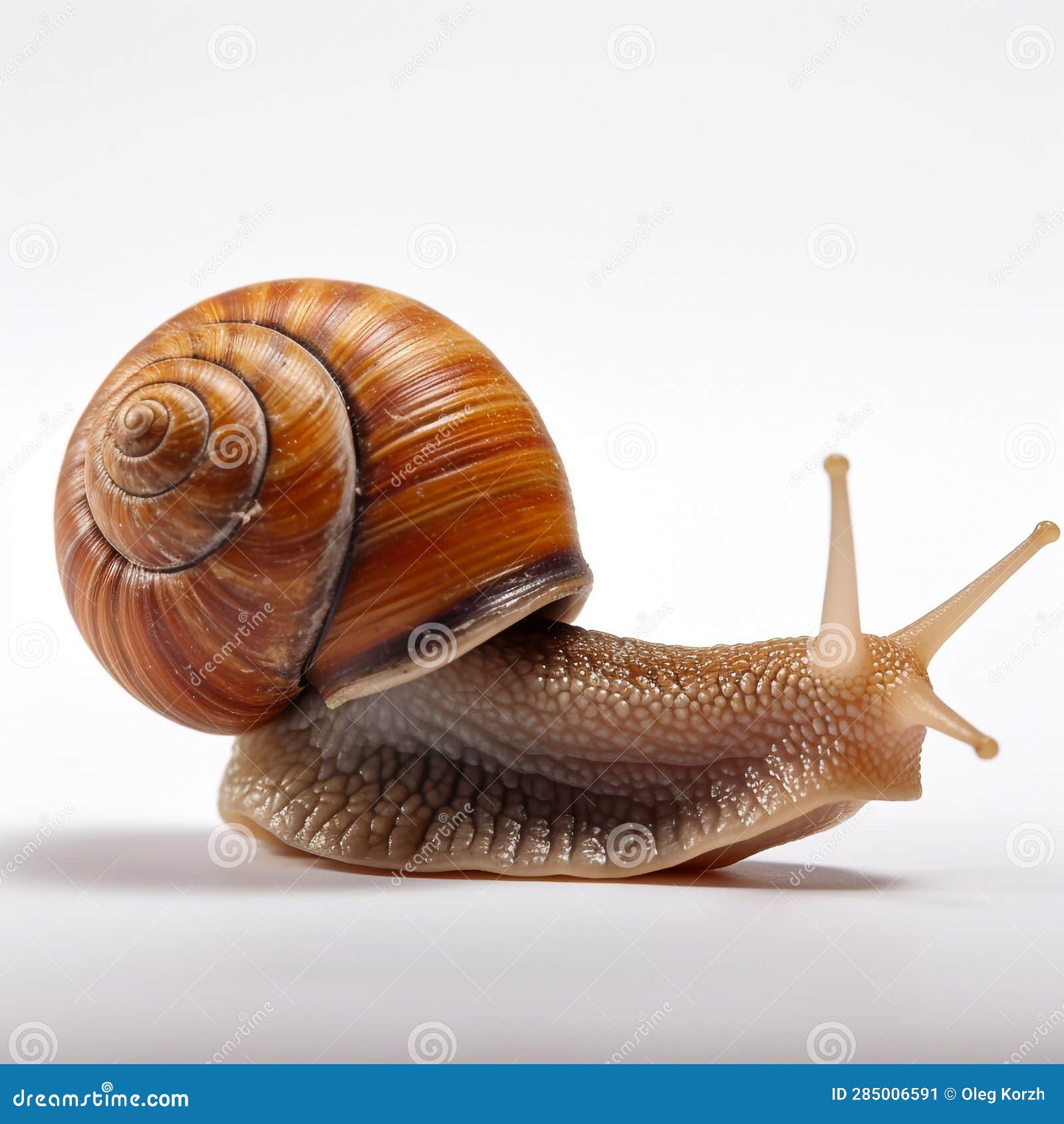 A Shell Is Shown In The Water With The Sun In The Background, AI ...