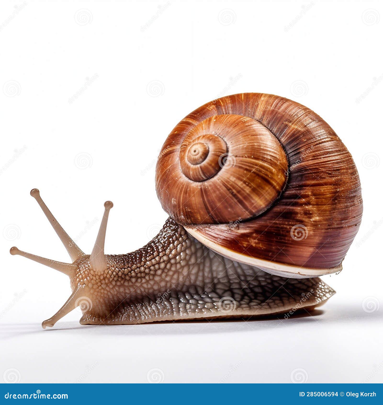 Beautiful Big Wild Snail Looking Forward is Shown in Full Length, Ai ...