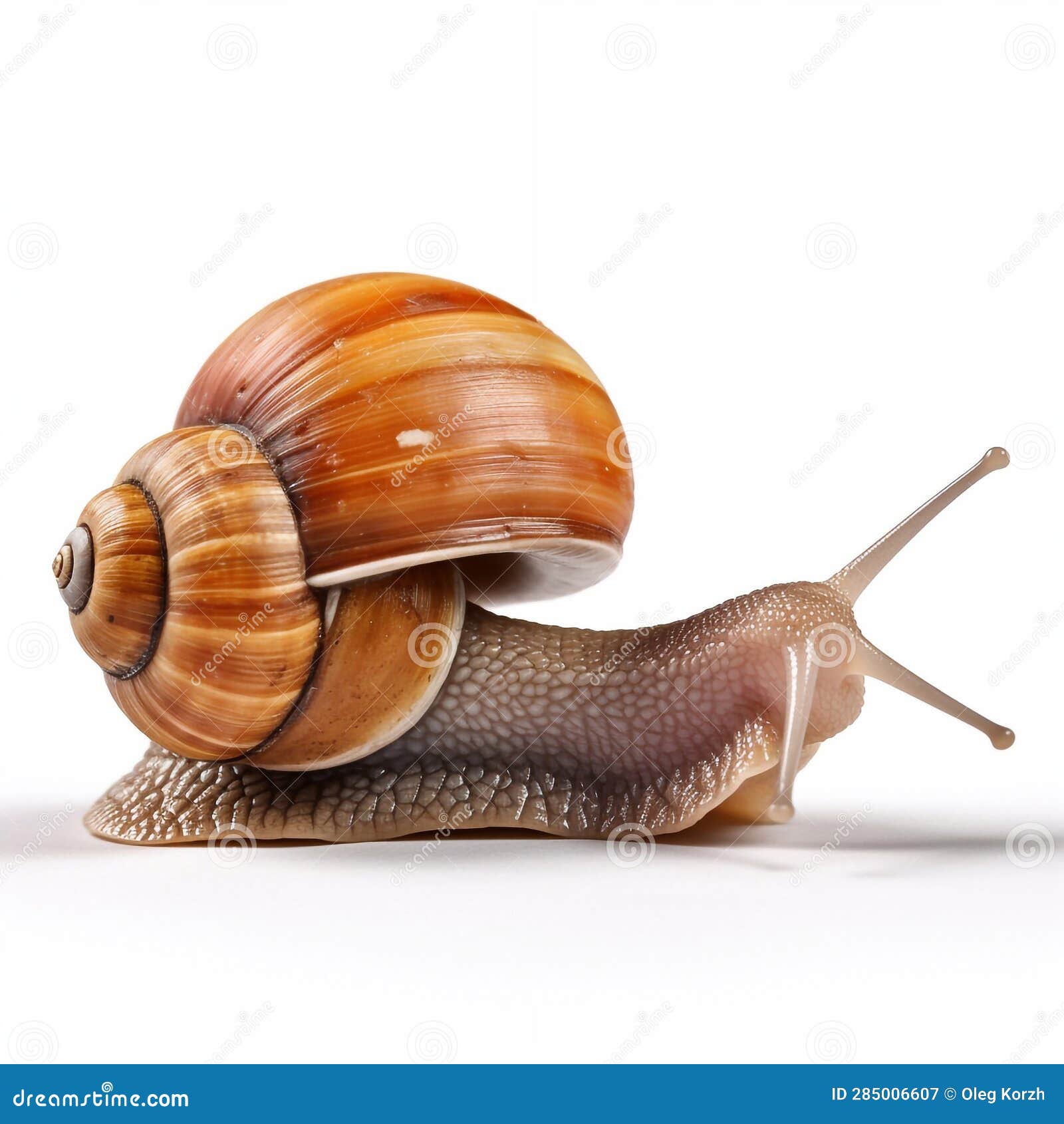 Beautiful Big Wild Snail Looking Forward is Shown in Full Length, Ai ...