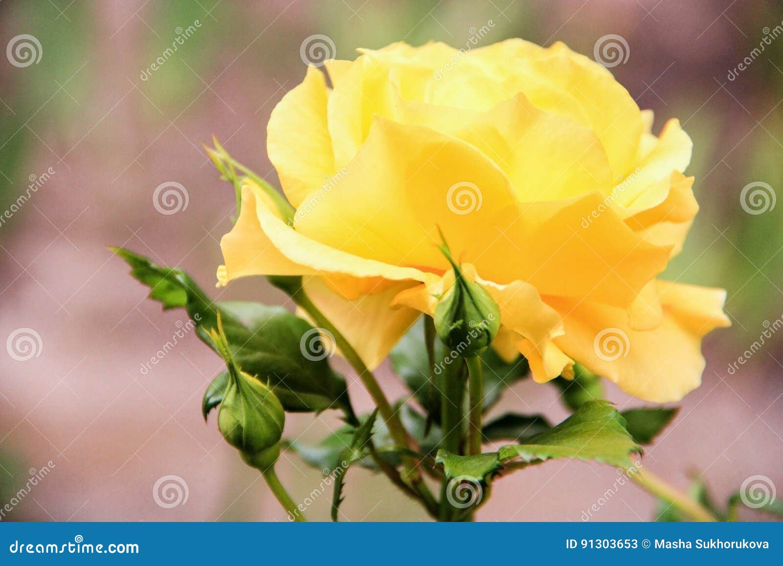 Beautiful big yellow rose stock image. Image of excellent - 91303653