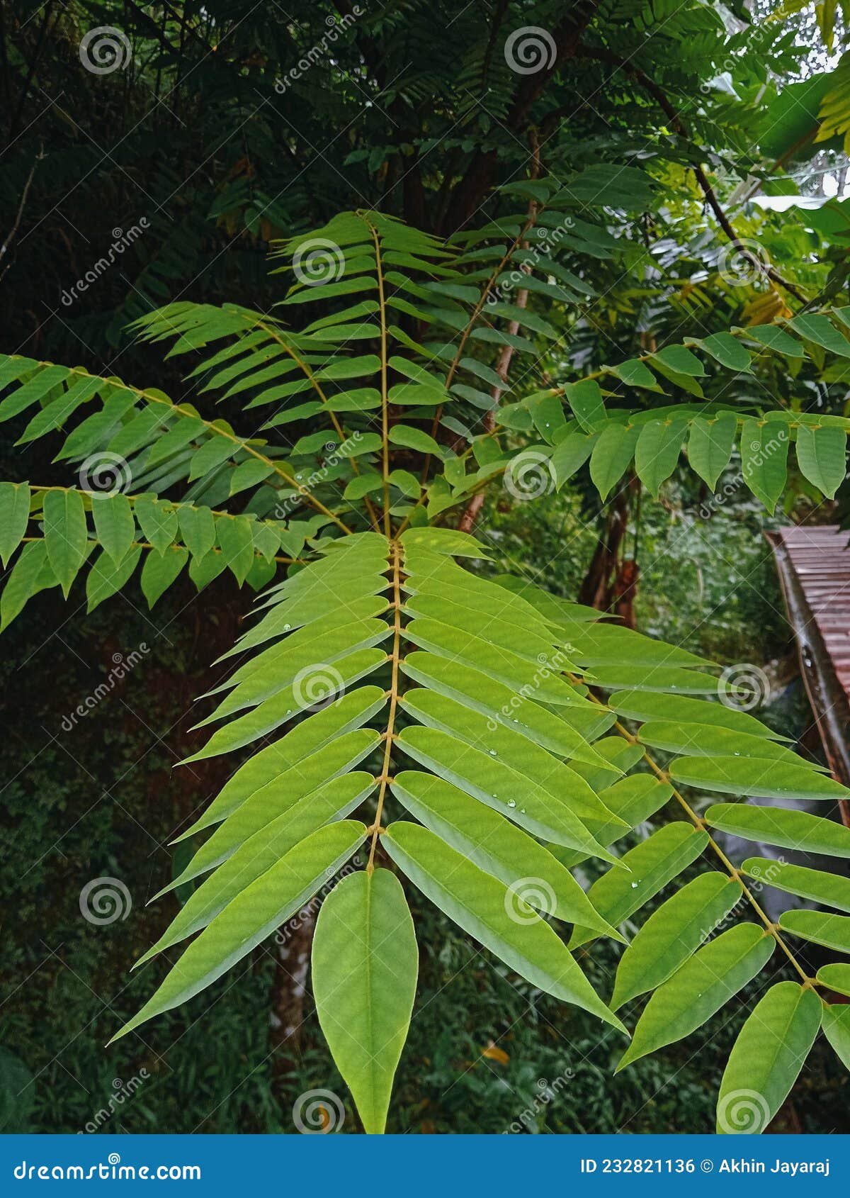 Beautiful Bimbli leaves stock photo. Image of drop, exotic - 232821136