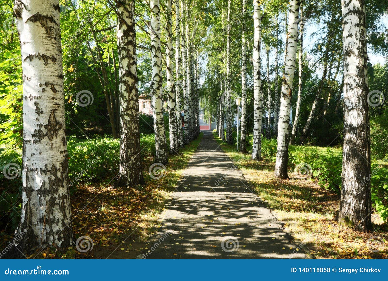 The beautiful birch avenue stock photo. Image of leaves - 140118858