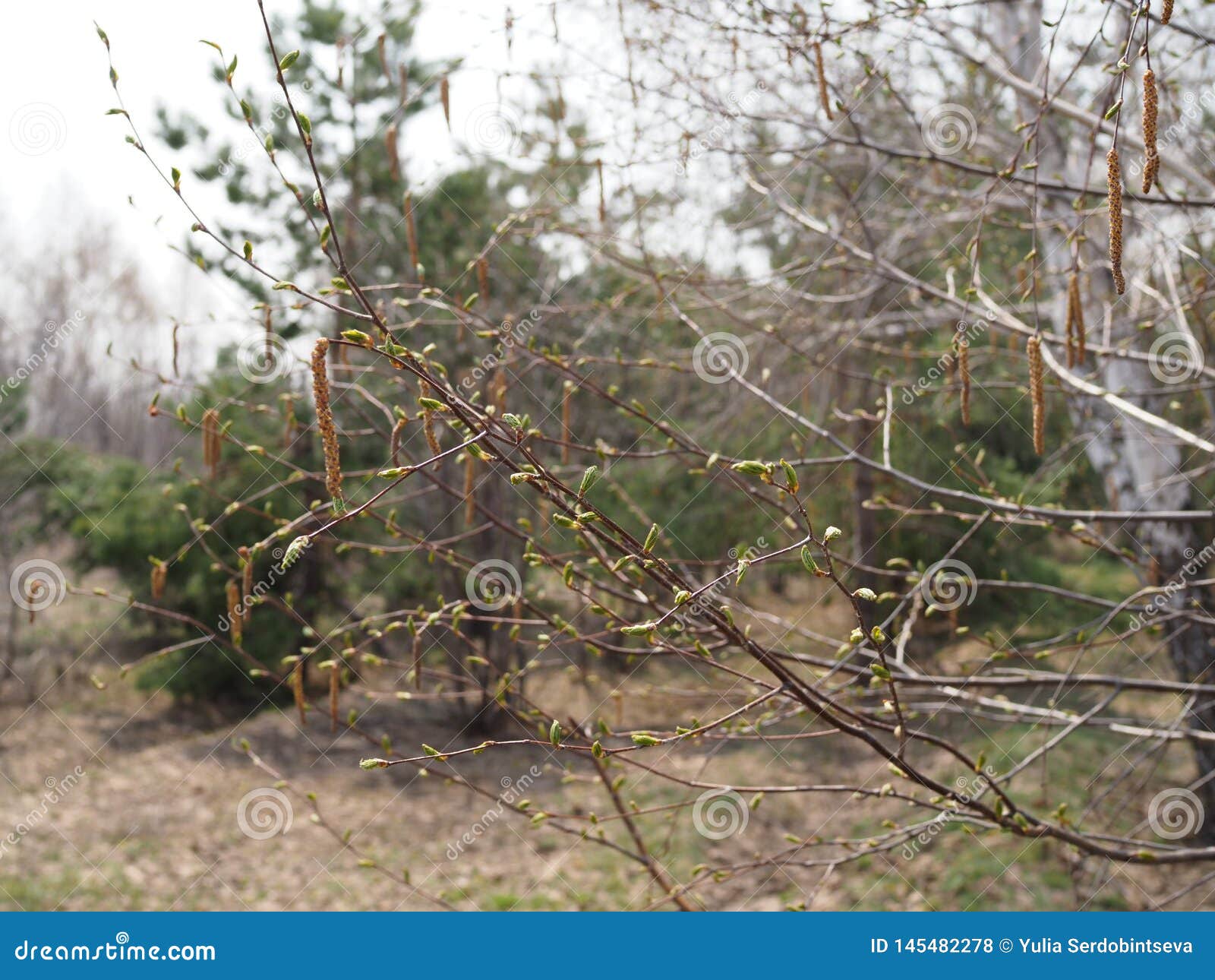 Beautiful Birch Branches with Blossoming Leaves on a Sunny Spring Day ...