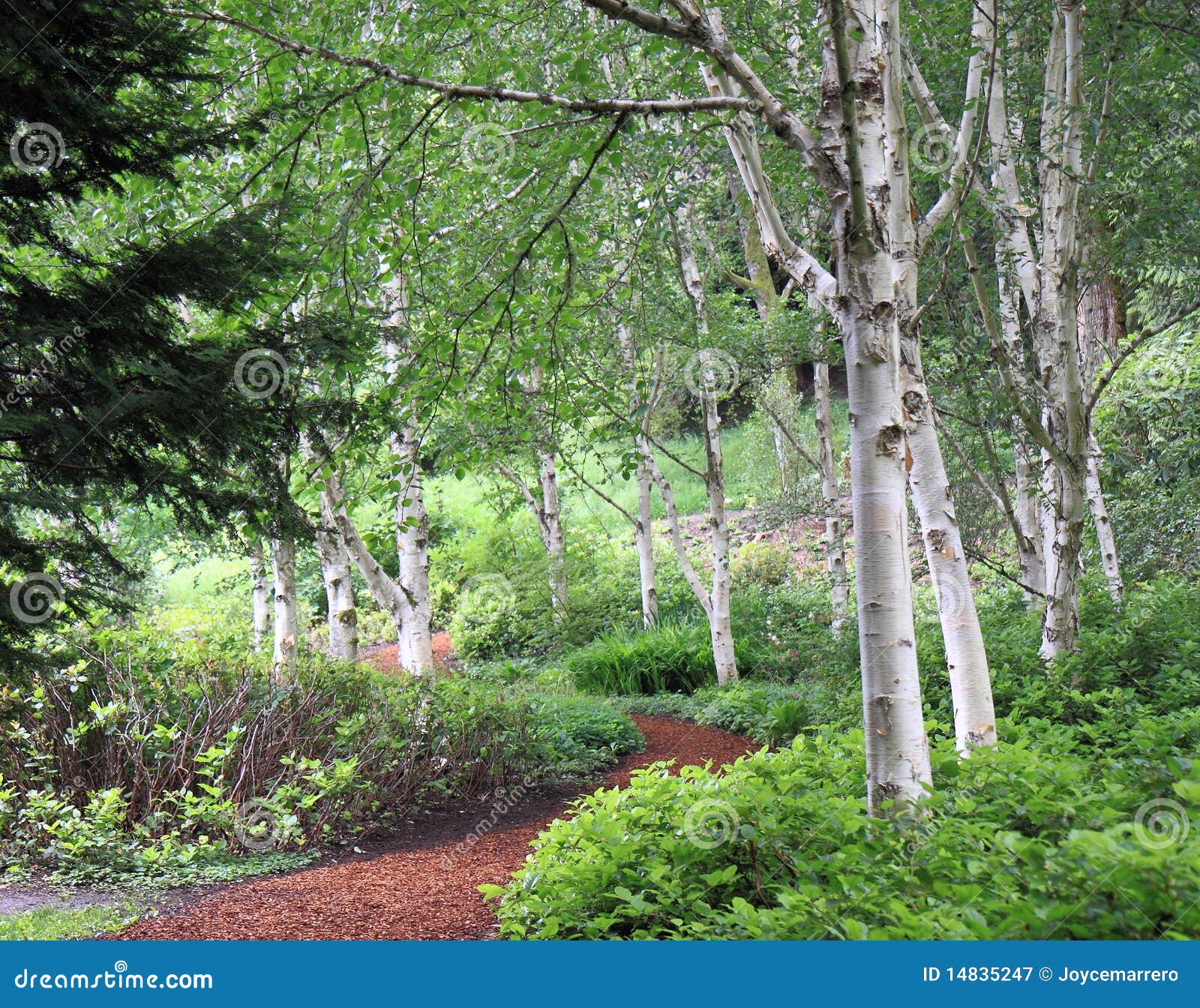 Beautiful Birch Forest stock image. Image of scenic, peaceful - 14835247