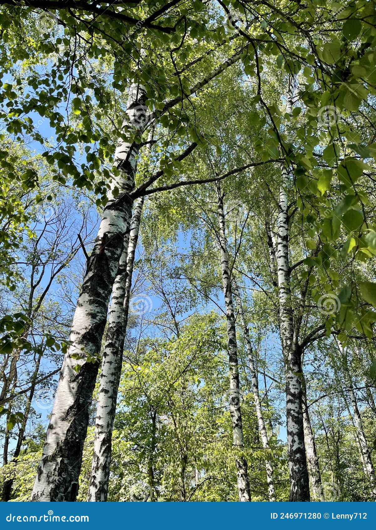 Beautiful Birch Forest Of Sweden With Sun Coming Trough The Branches ...