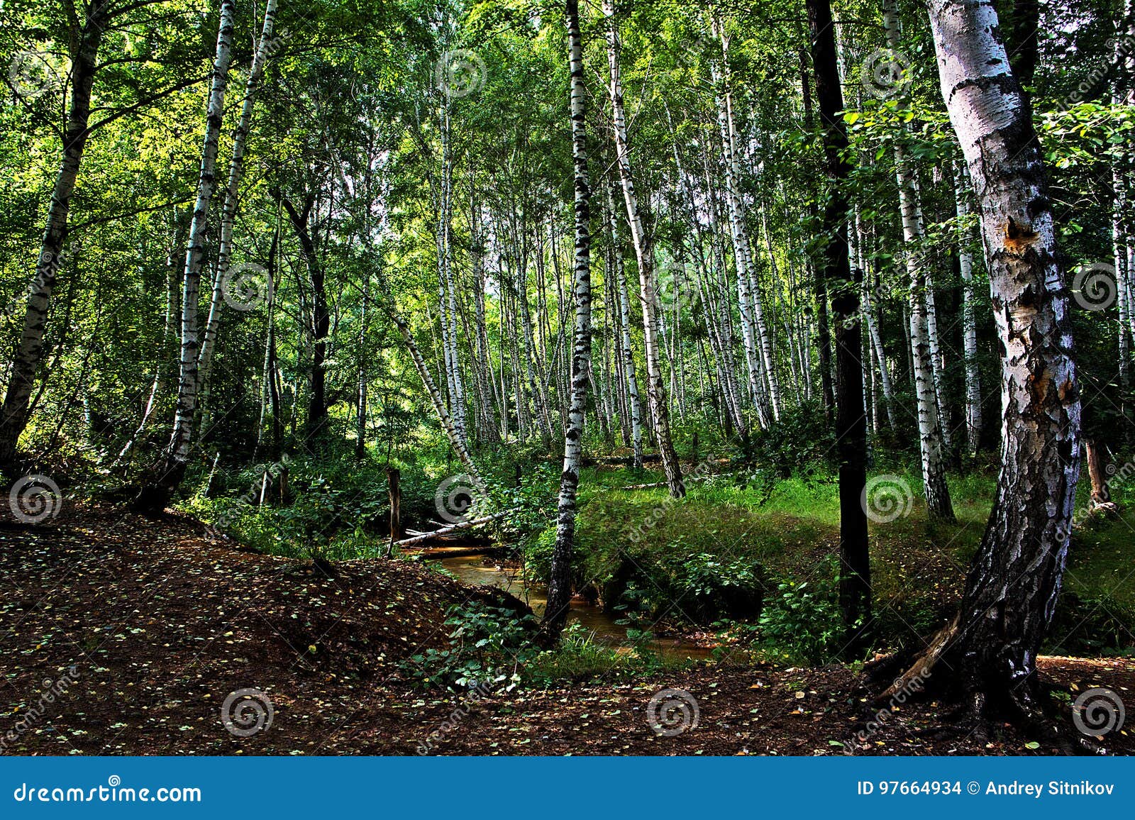 Beautiful birch forest. stock photo. Image of river, landscape - 97664934