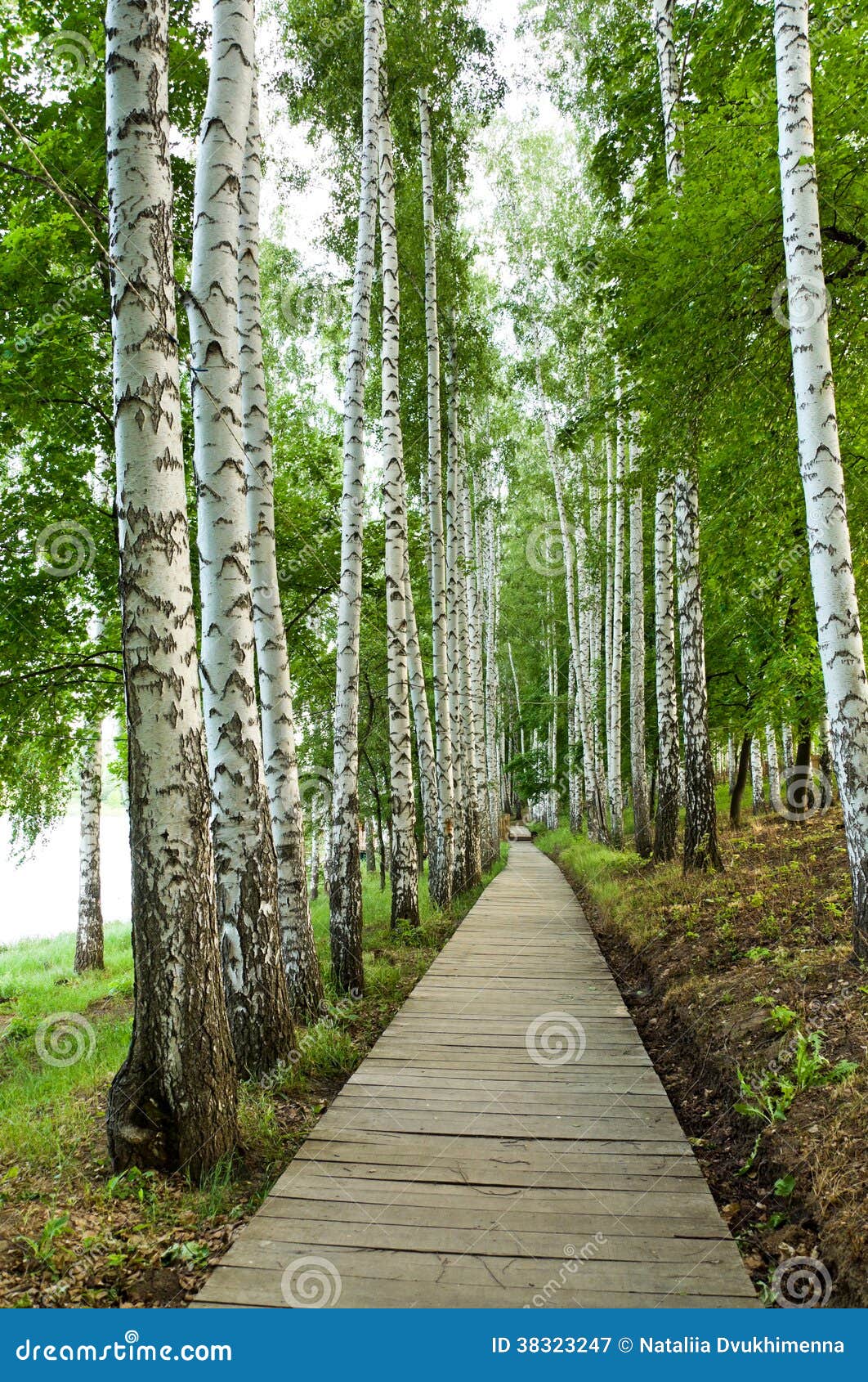 Beautiful birch stock image. Image of green, posters - 38323247