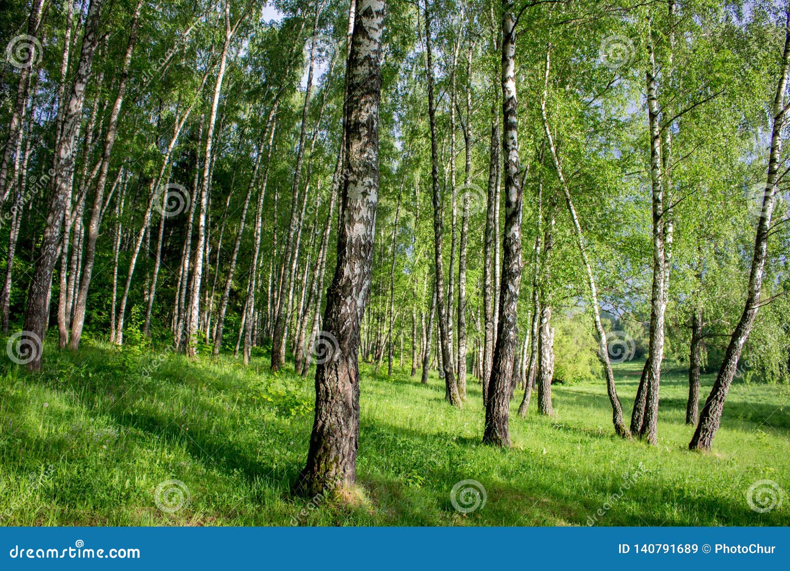 Beautiful birch grove stock image. Image of nature, beautiful - 140791689