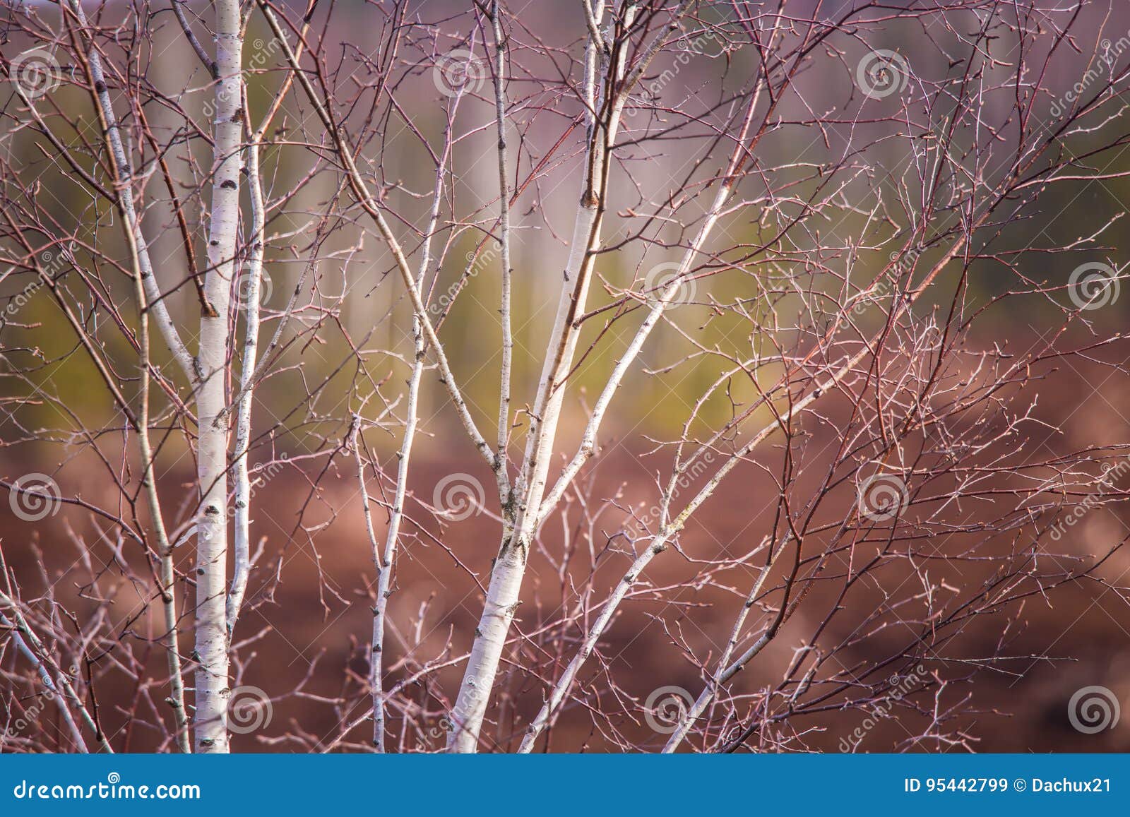 Beautiful Birch in a Natural Habitat Stock Image - Image of bark ...
