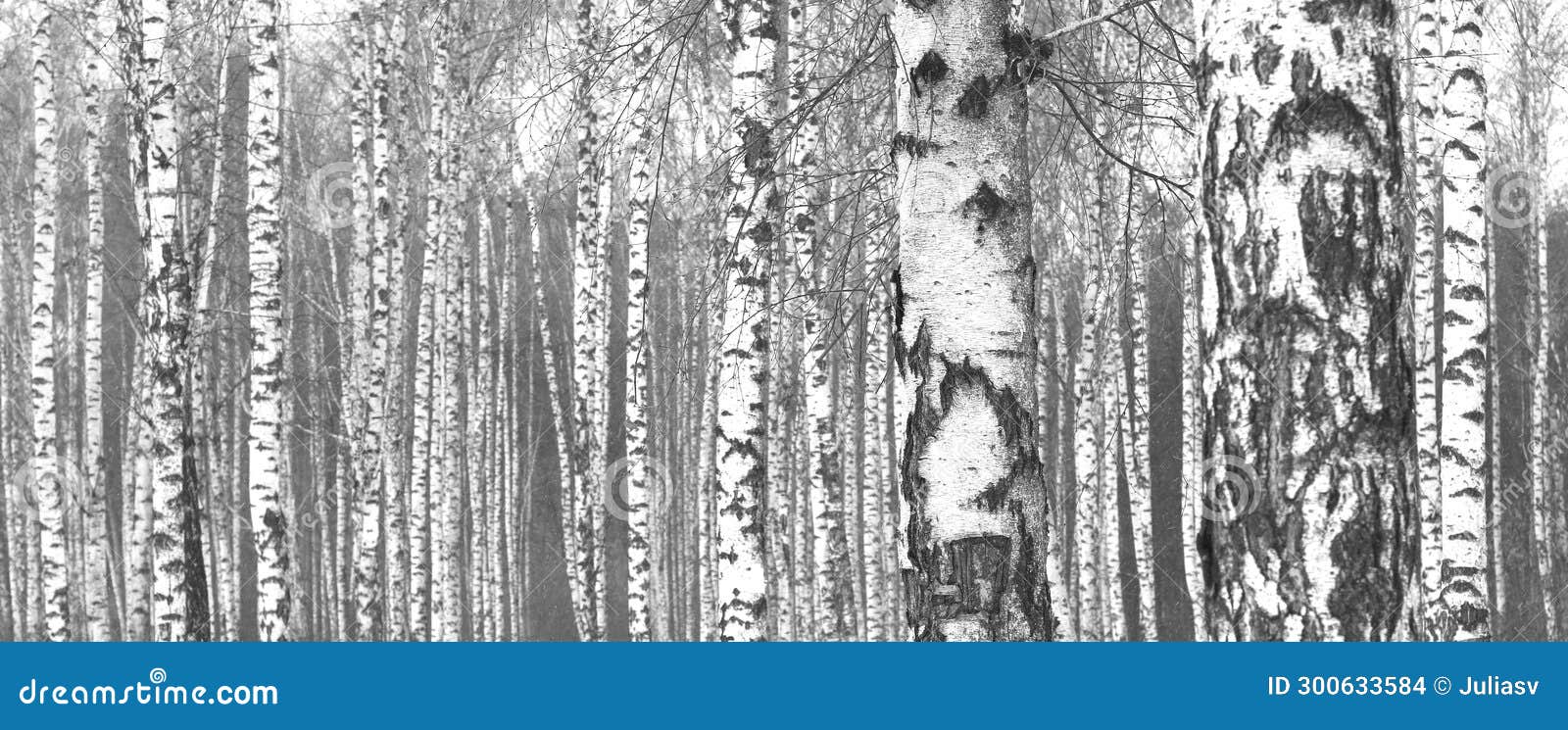 Beautiful Birch Trees in Autumn Stock Photo - Image of path, morning ...