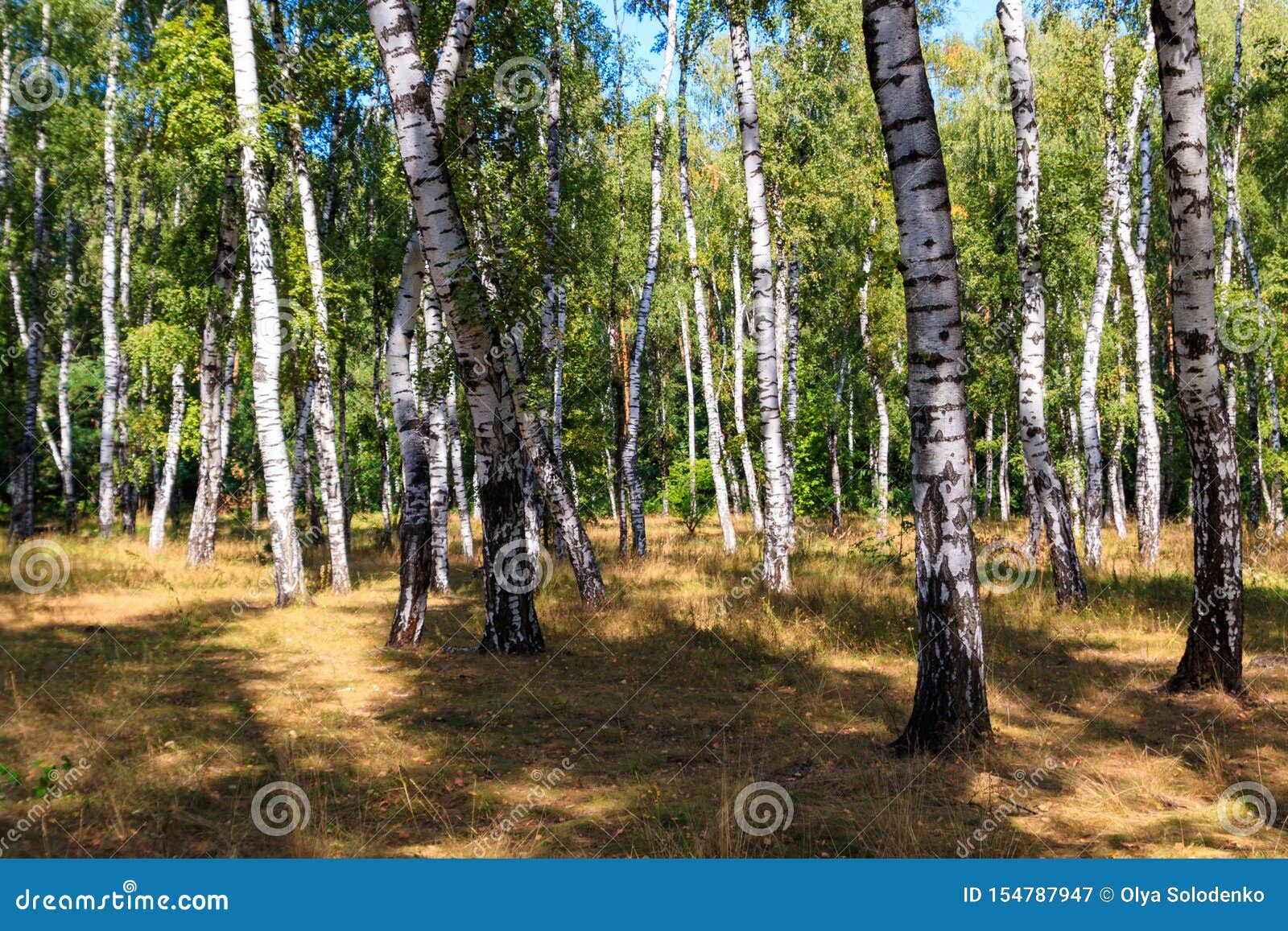 Beautiful Birch Trees in Birch Forest at Summer Stock Image - Image of ...