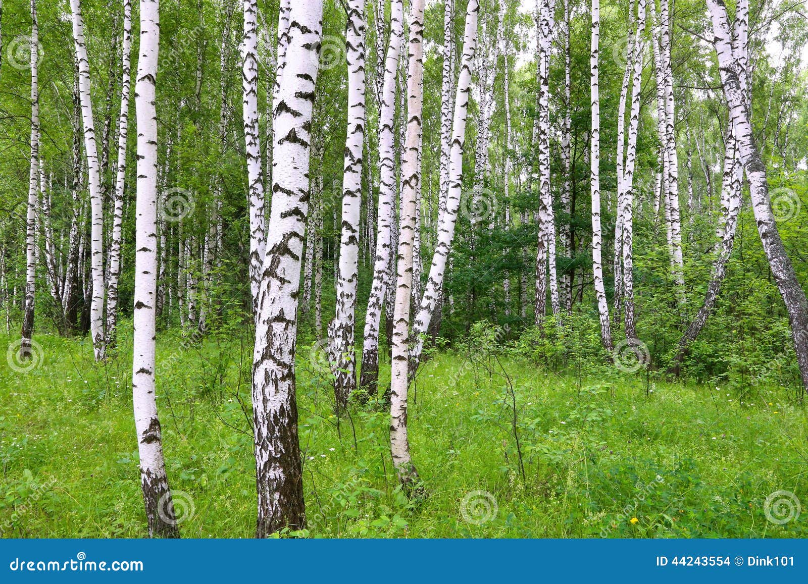 Beautiful Birch Forest Of Sweden With Sun Coming Trough The Branches ...