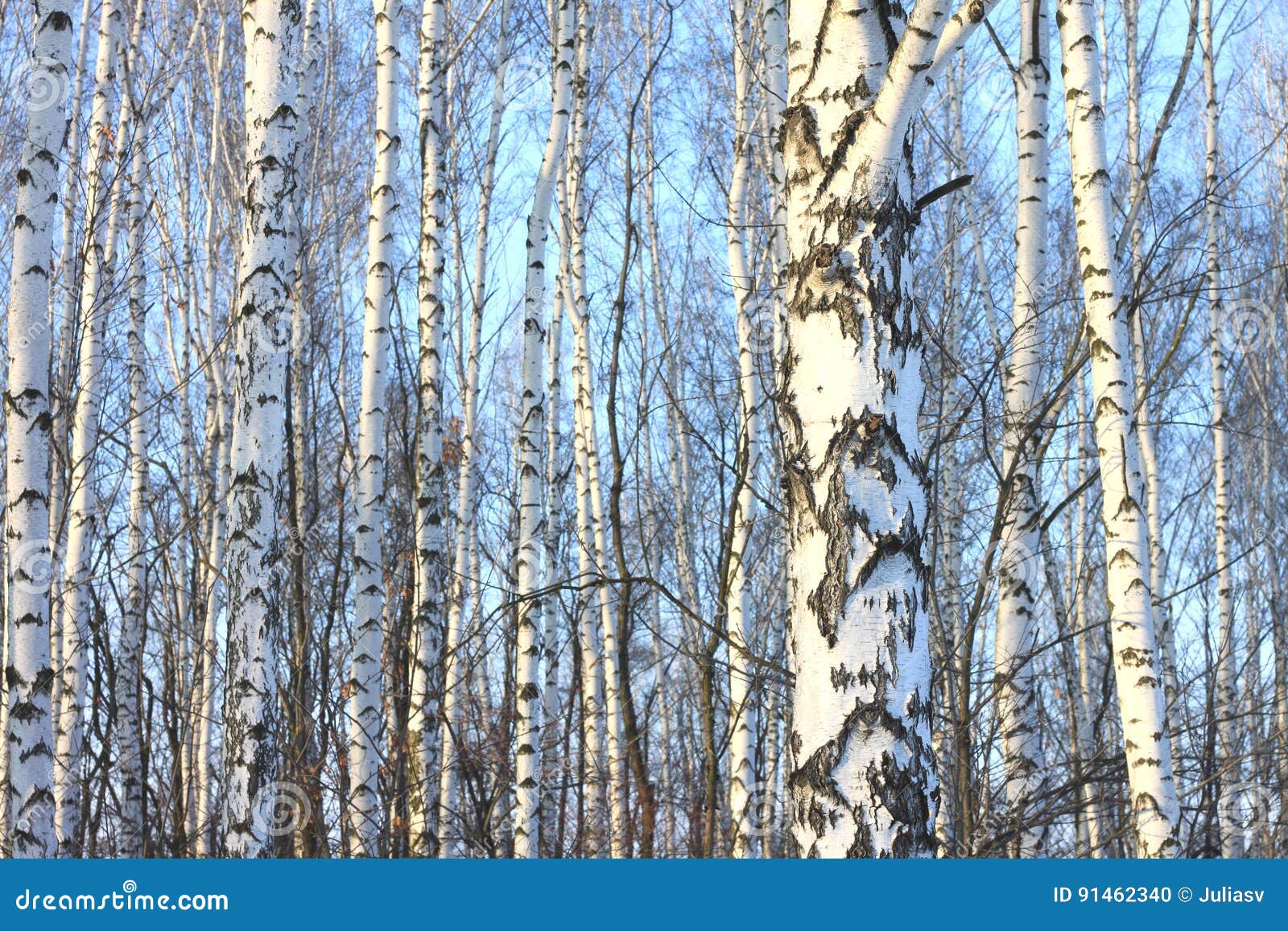 Beautiful Birch Trees in Winter Stock Photo - Image of blue, scene ...
