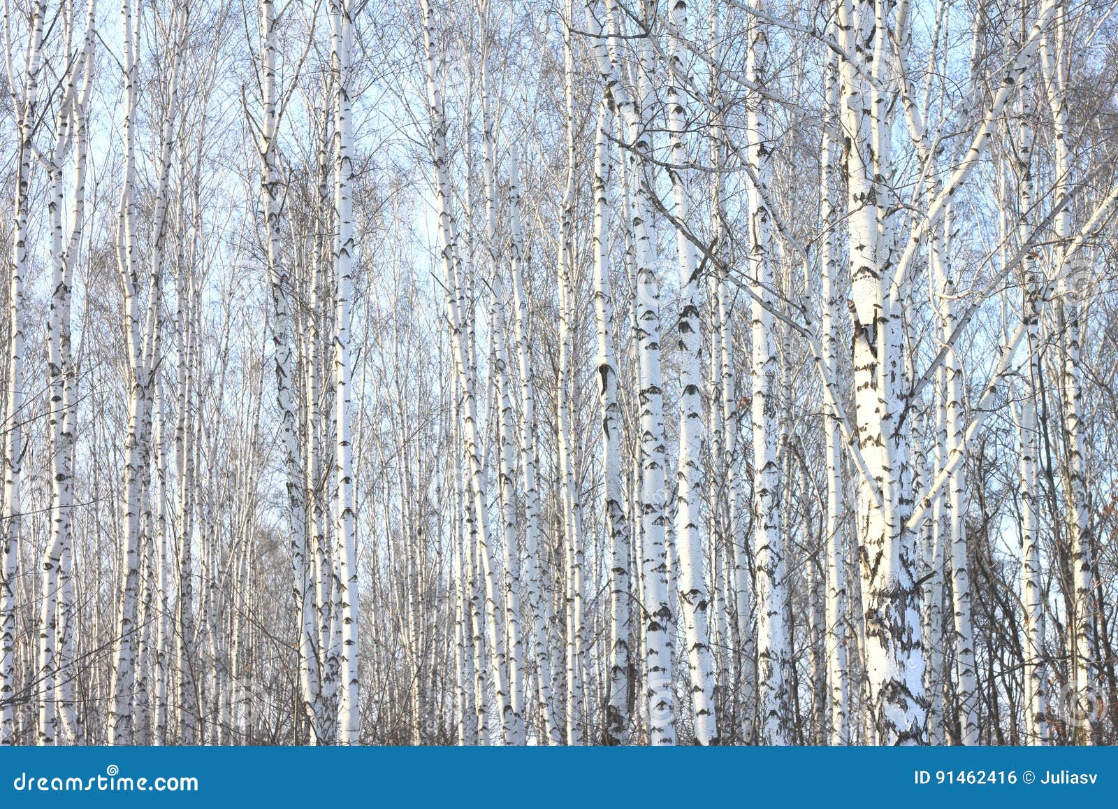 Beautiful Birch Trees in Winter Stock Photo - Image of climate ...