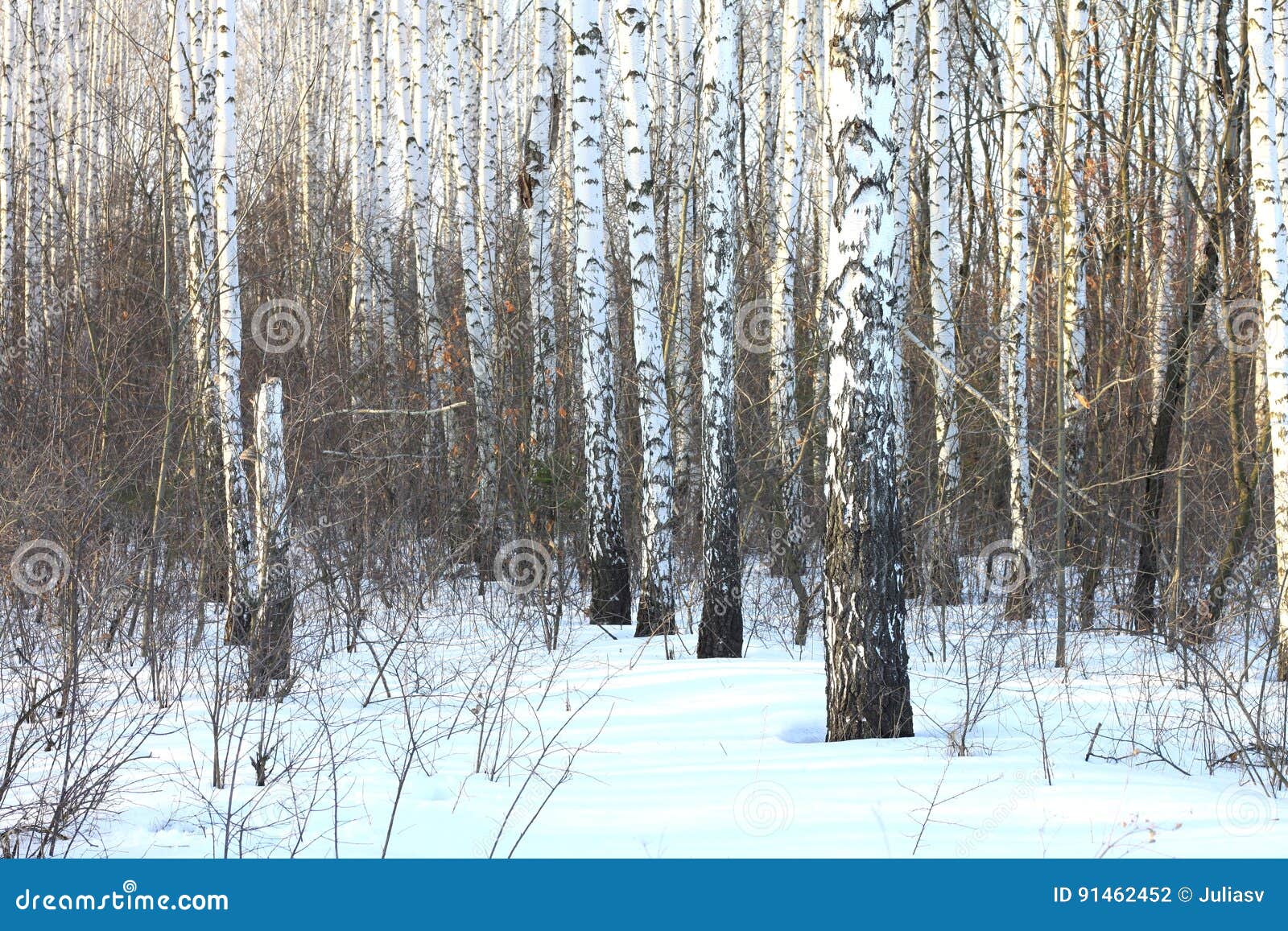 Beautiful Birch Trees in Winter Stock Photo - Image of park, grove ...