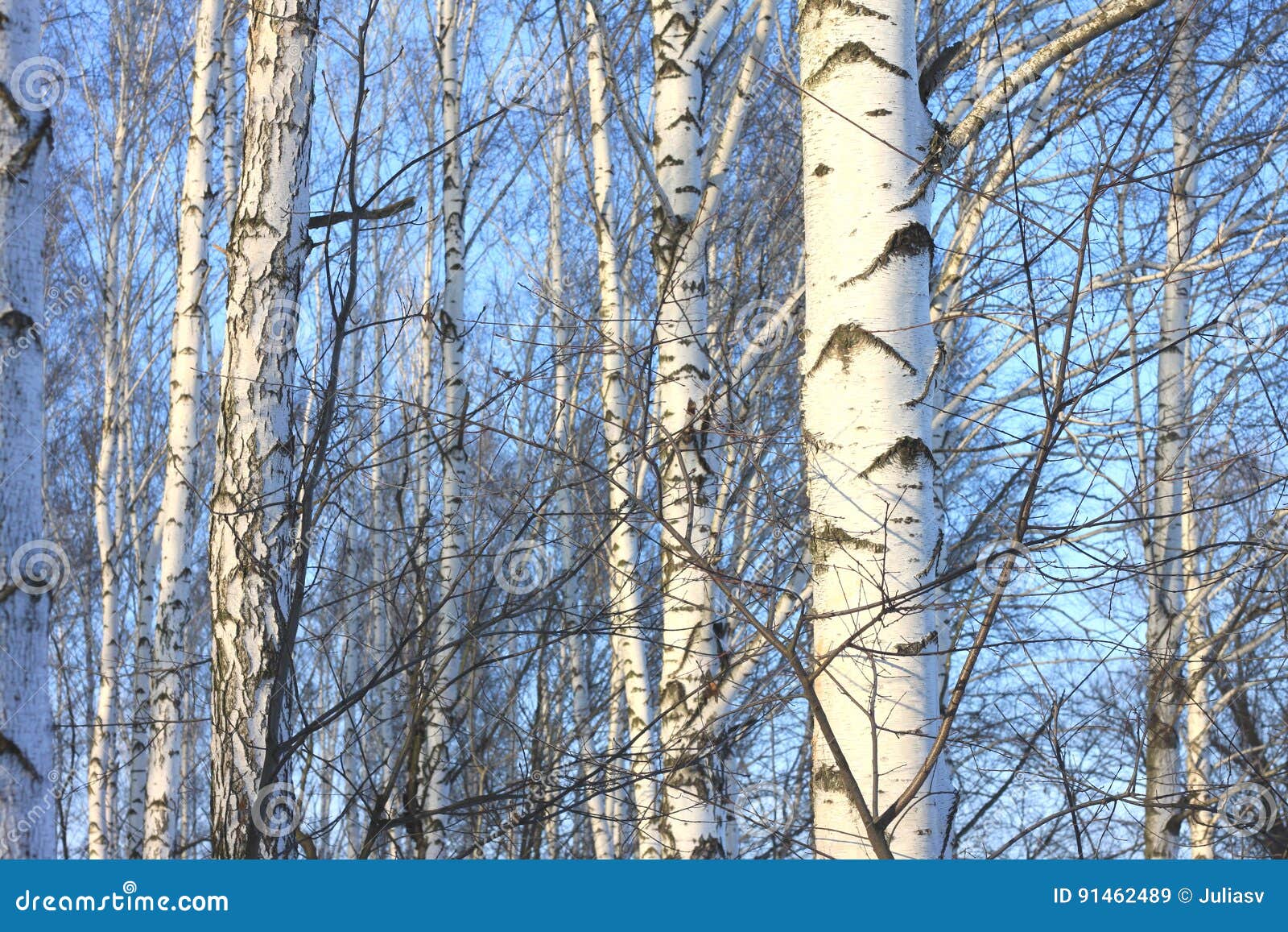 Beautiful Birch Trees in Winter Stock Image - Image of norway, nature ...
