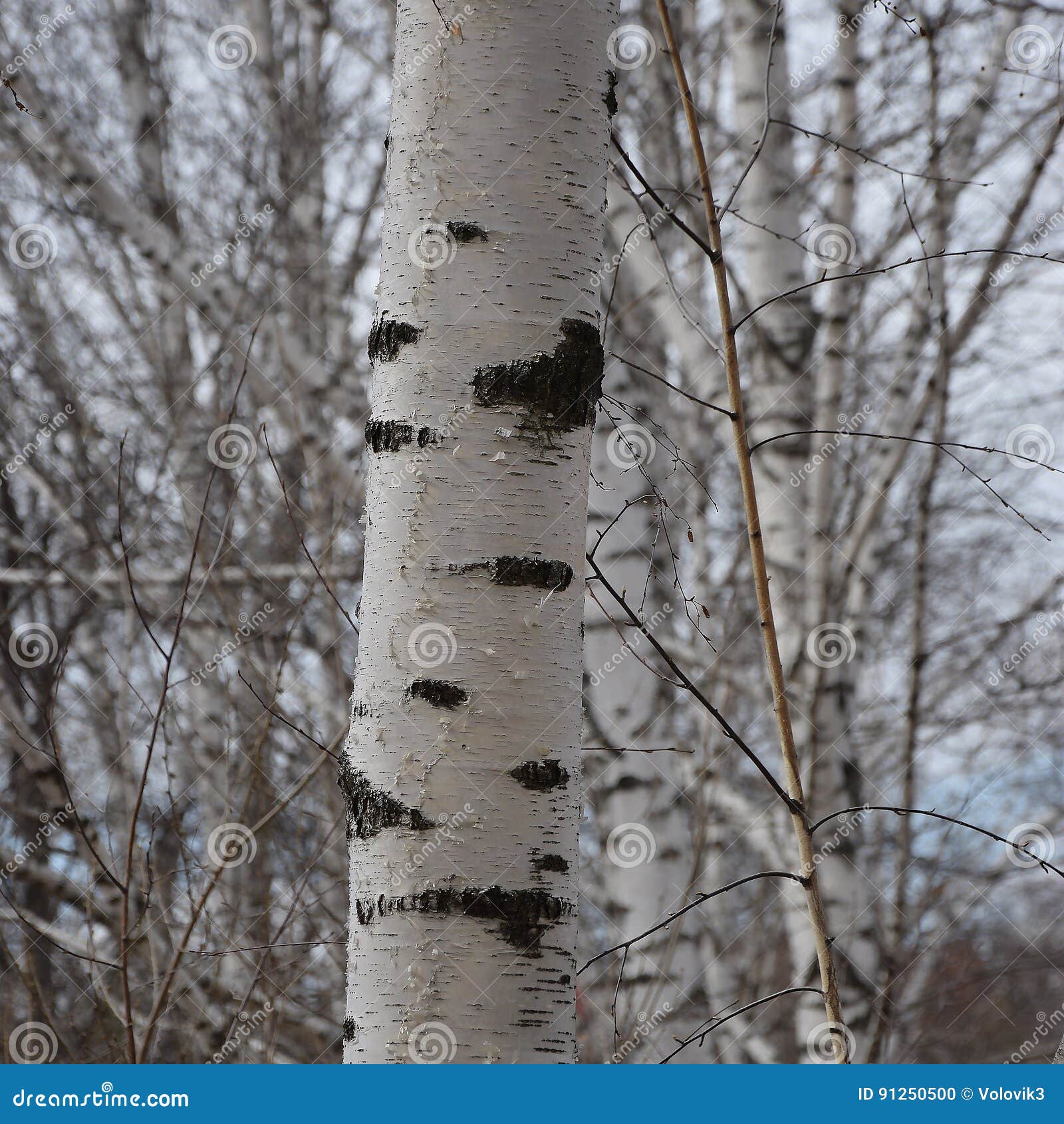 Beautiful Birch Trunk in Early Spring on a Background of Trees. Stock ...