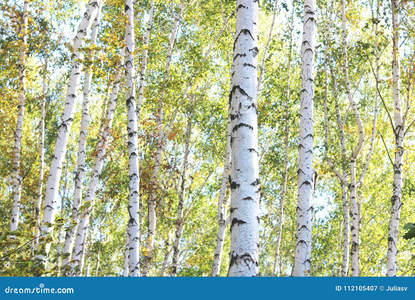 Beautiful Birches in Forest in Autumn Stock Image - Image of backdrop ...