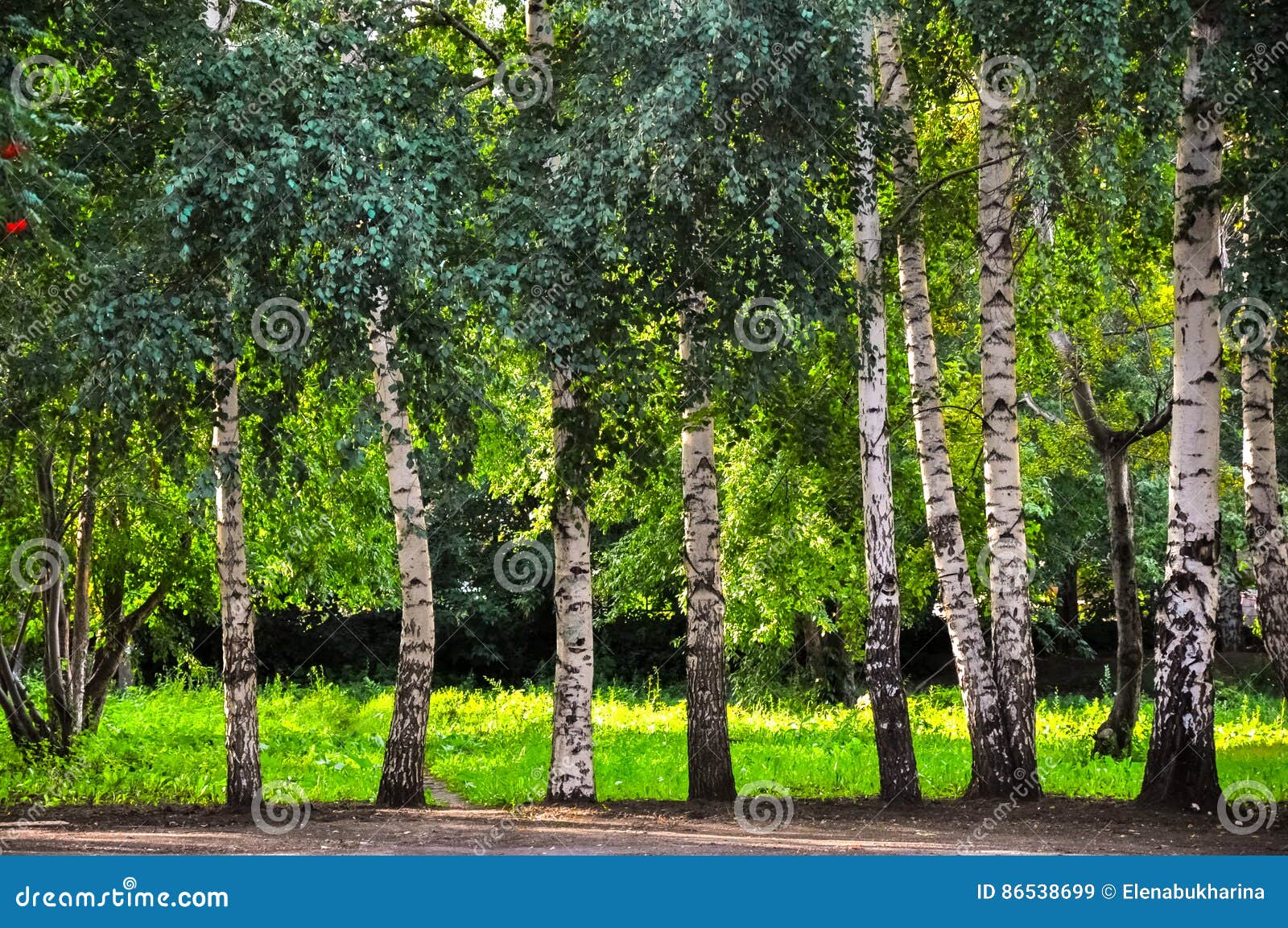 Beautiful Birches Growing in a Row in Green Summer Park Stock Image ...