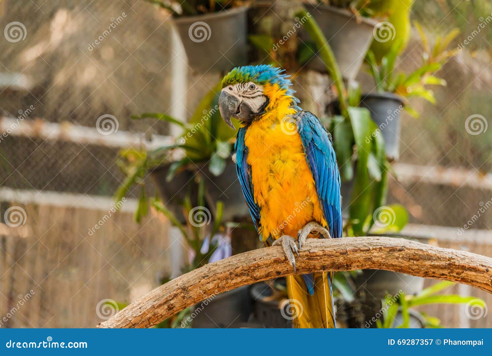 Beautiful Bird Blue and Gold Macaw Stock Image - Image of animal ...